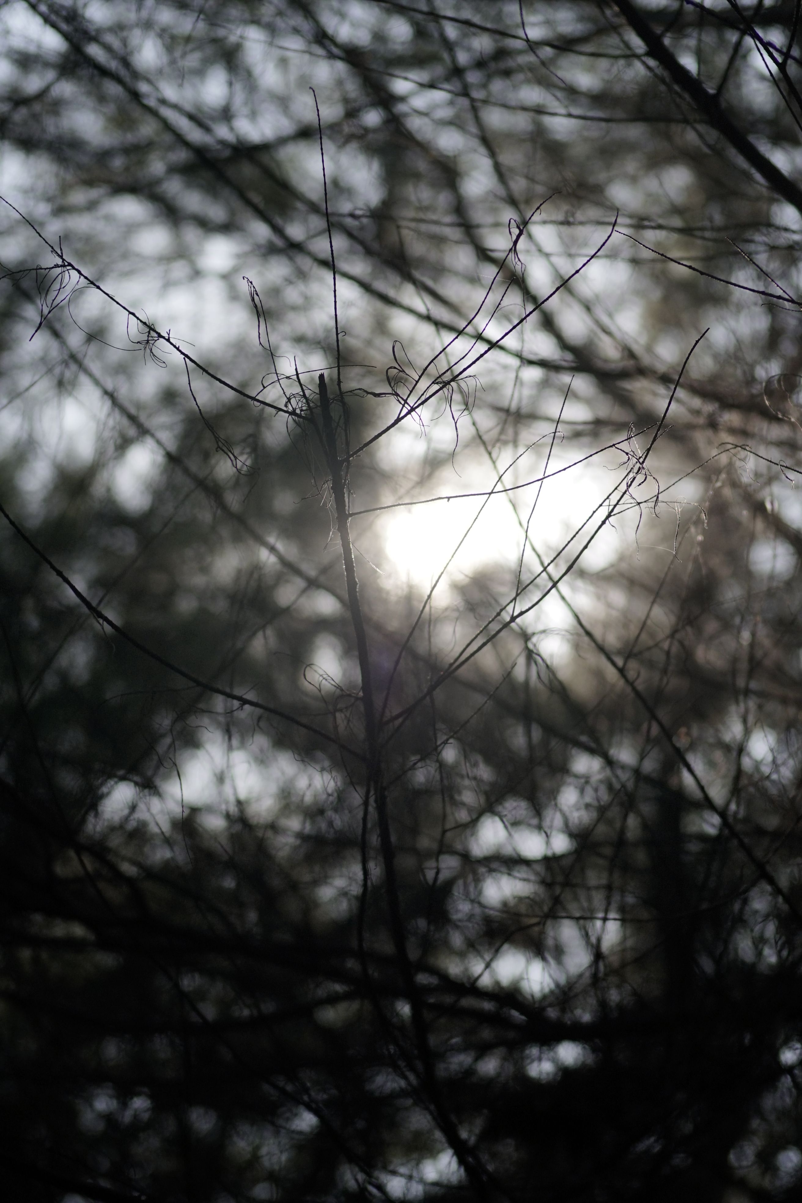 Sunlight behind the Bushes · Free Stock Photo