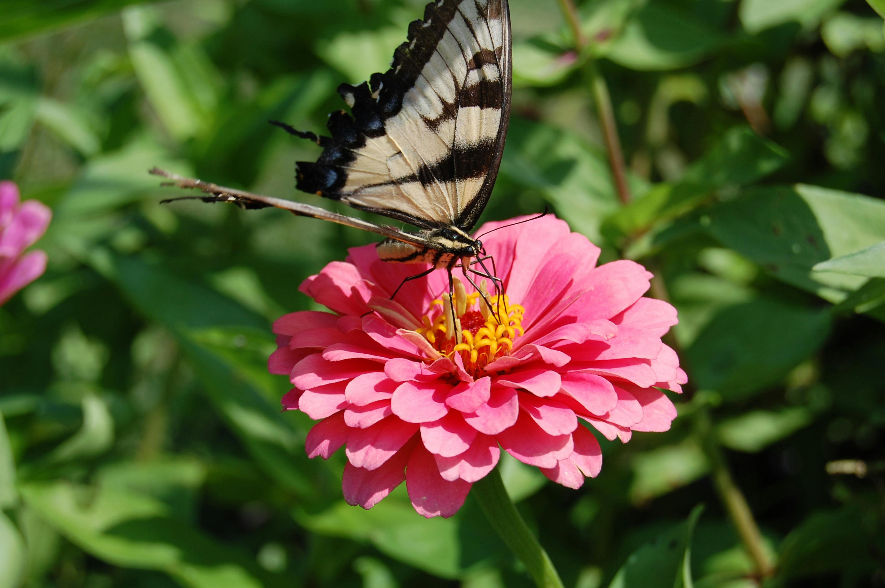 Pink Butterfly Wallpaper Photos, Download The BEST Free Pink Butterfly ...