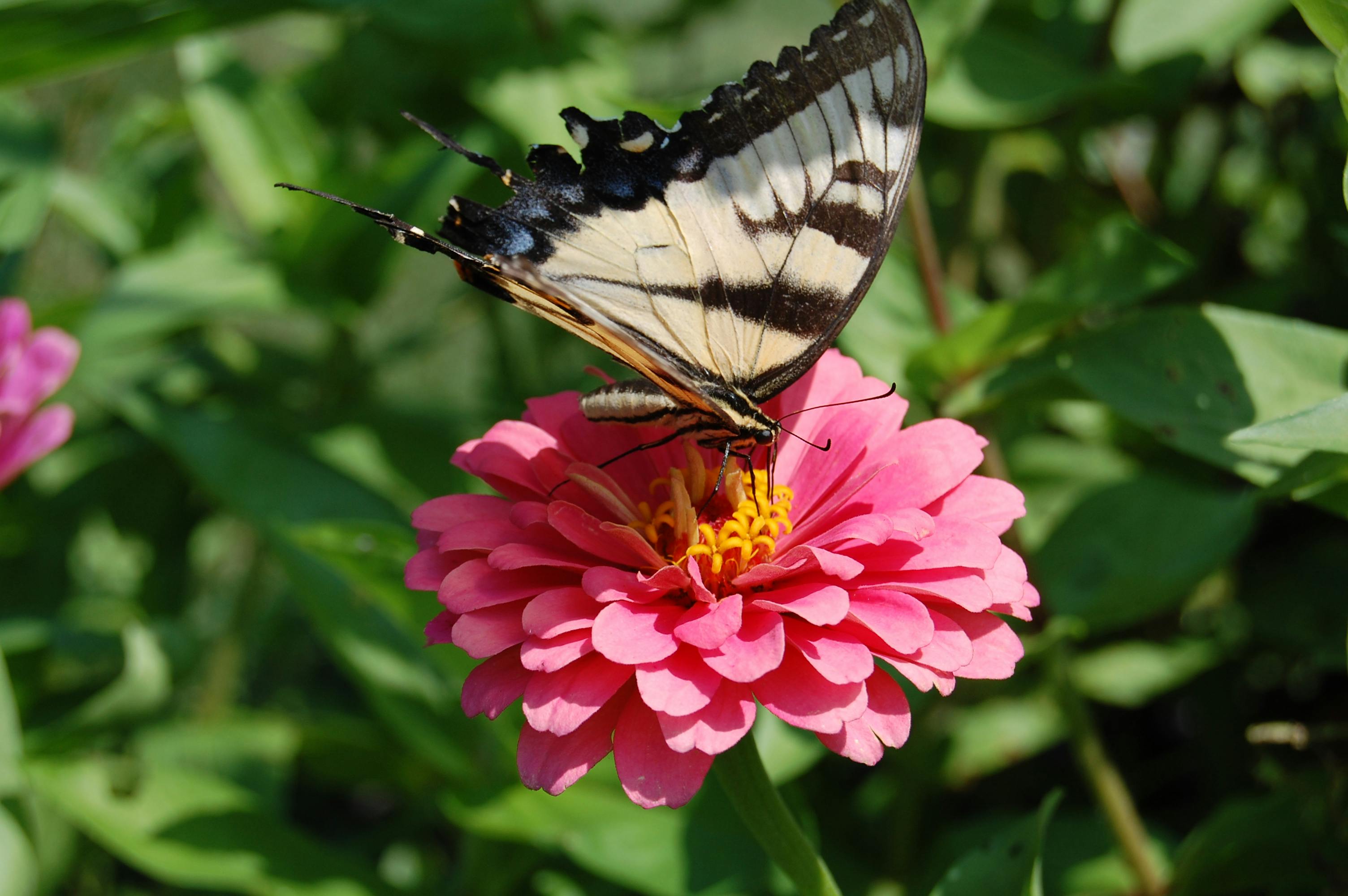 Pink Butterfly Photos, Download The BEST Free Pink Butterfly Stock ...
