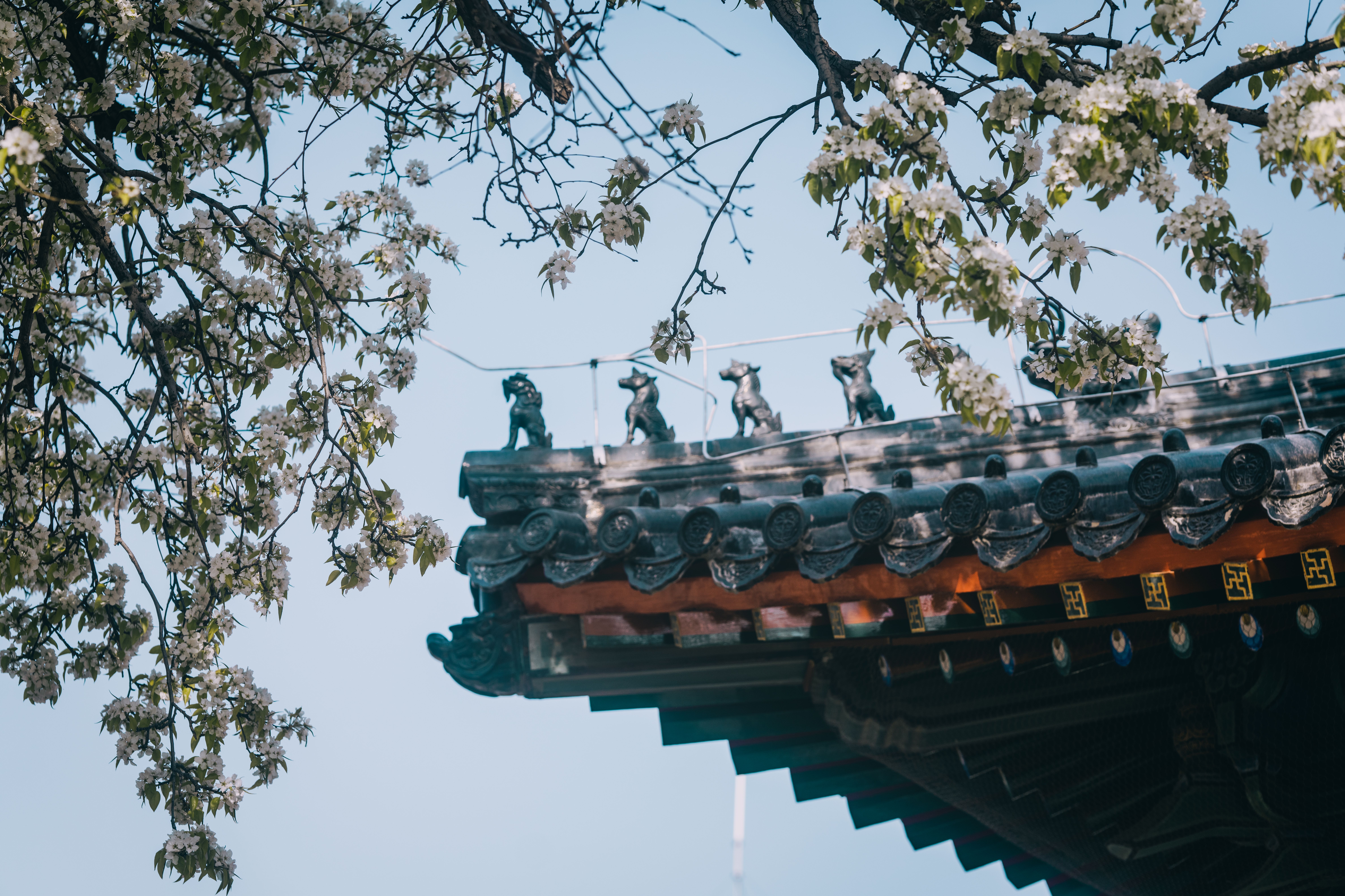 Tree Blossoms over Corner of Buddhist Temple Building · Free Stock Photo