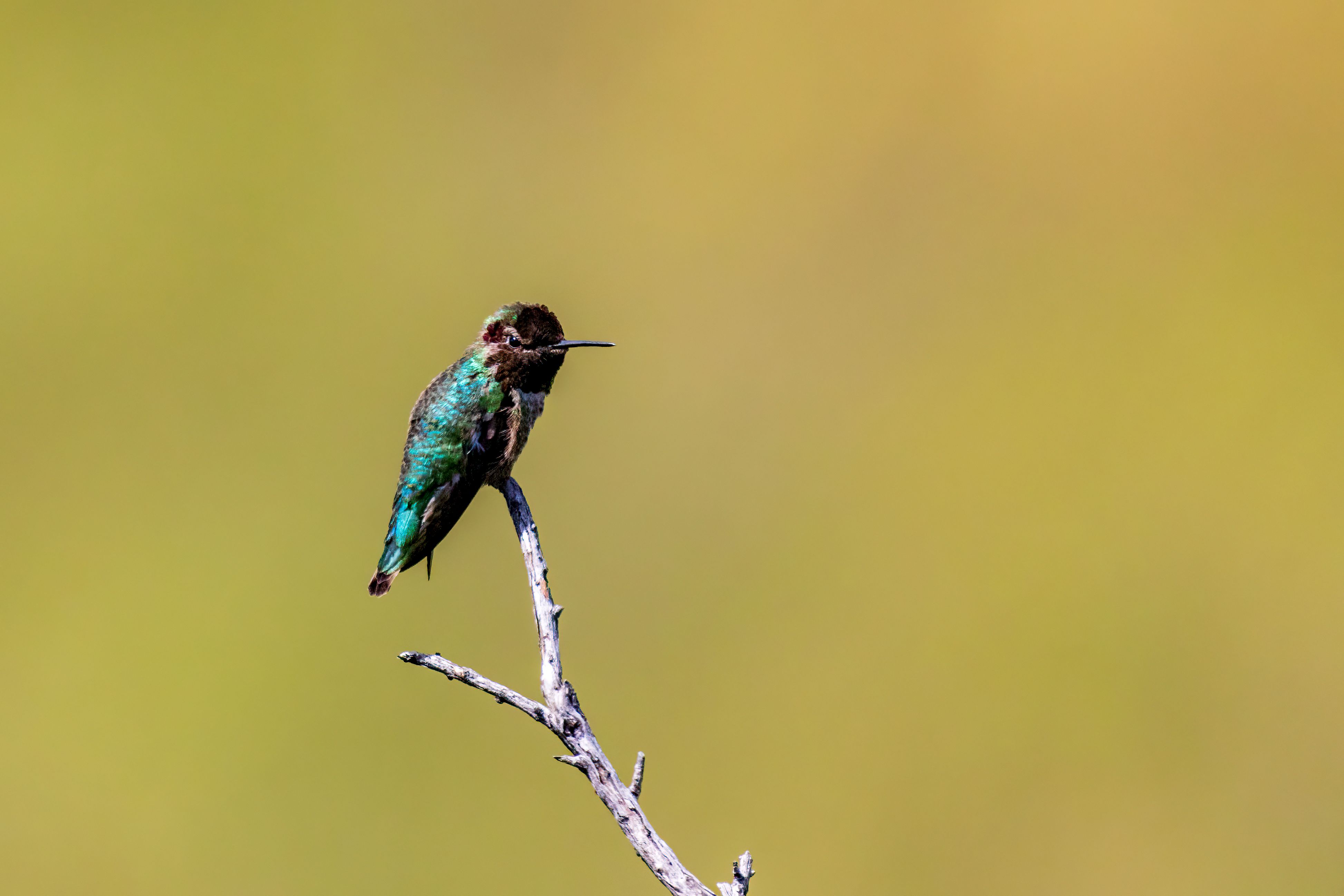 Foto de stock gratuita sobre alimentador, bebiendo, colibrí, comiendo ...