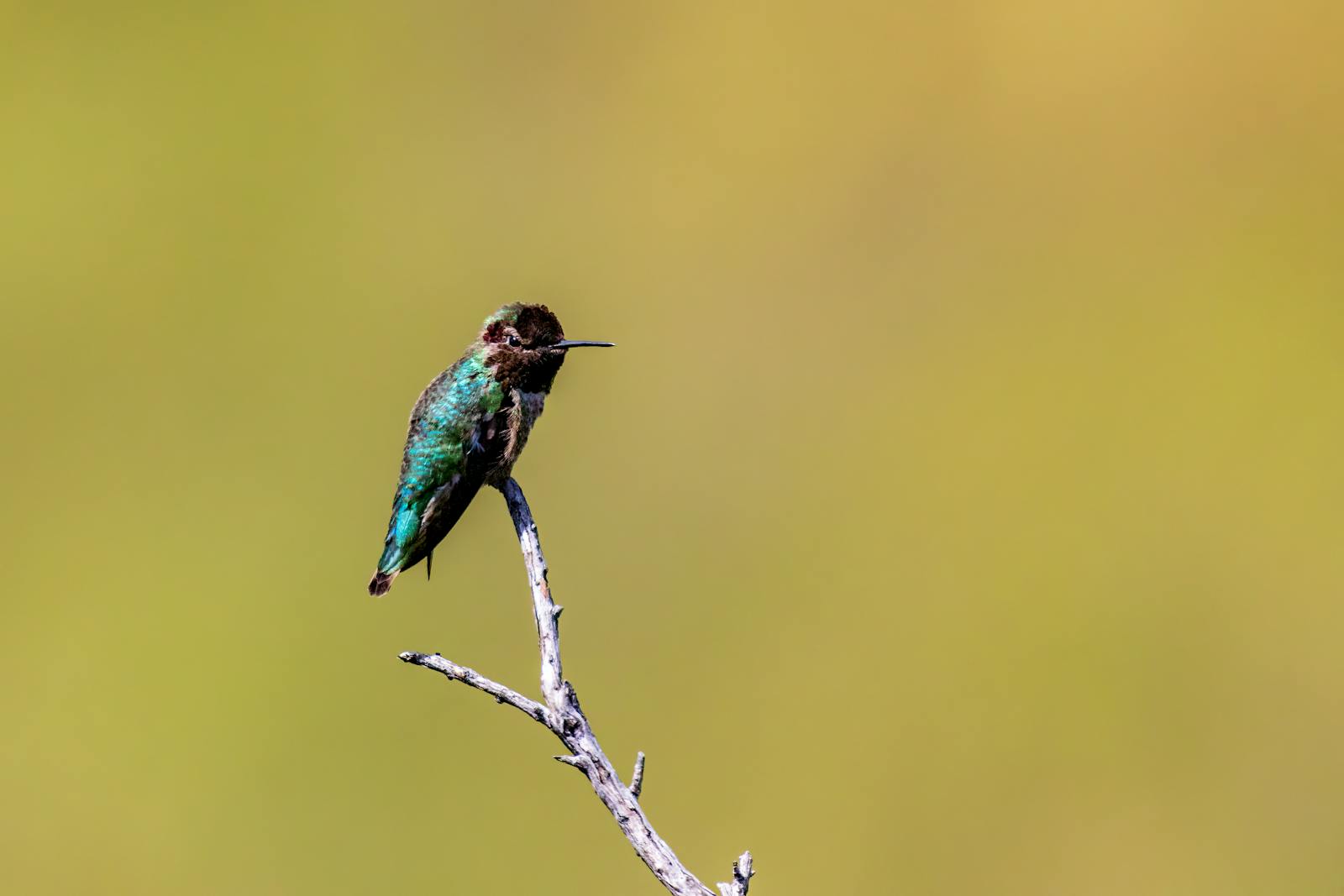 Ca Background Photos, Download The BEST Free Ca Background Stock Photos ...