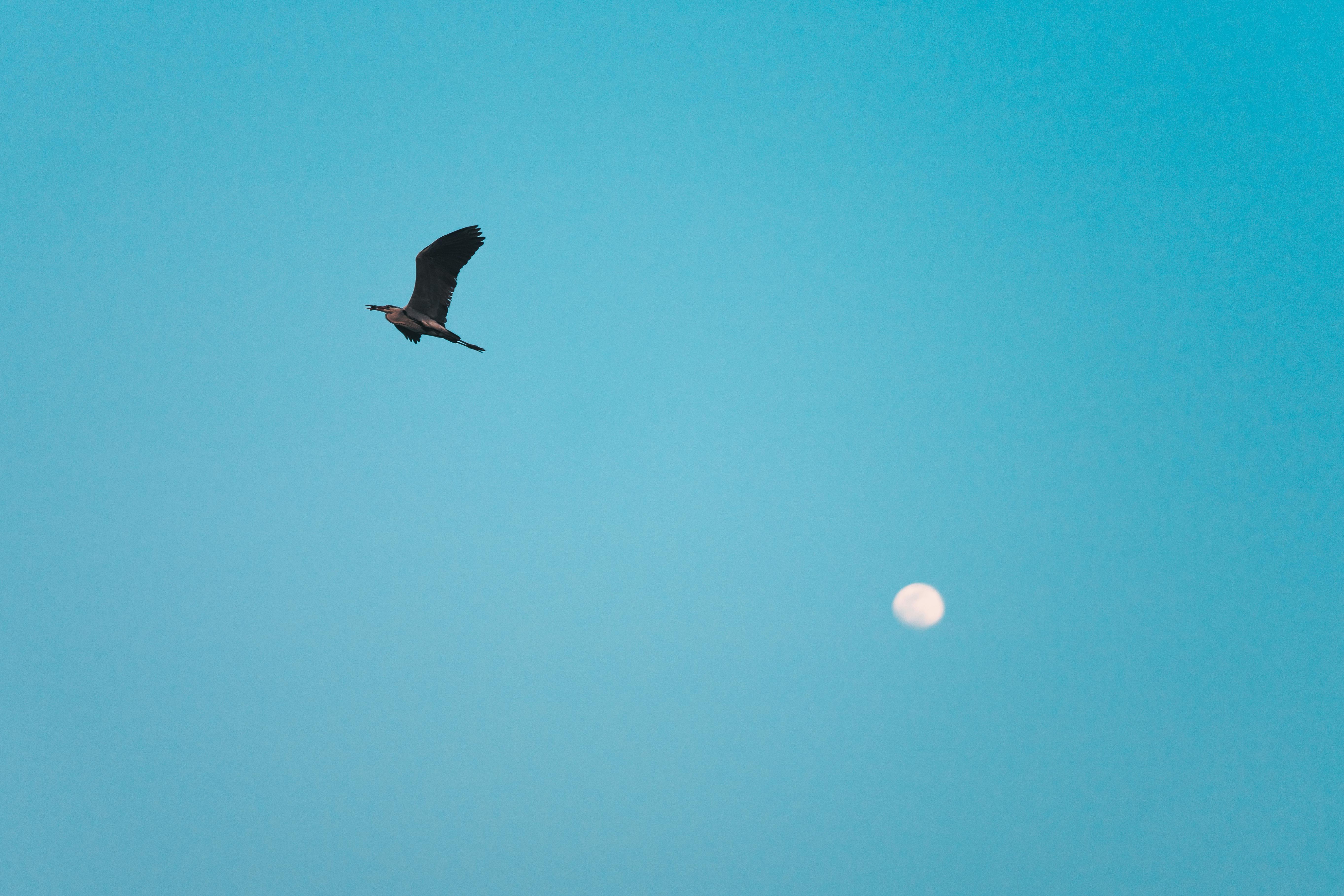 Eagle Flying in Sky near Full Moon · Free Stock Photo