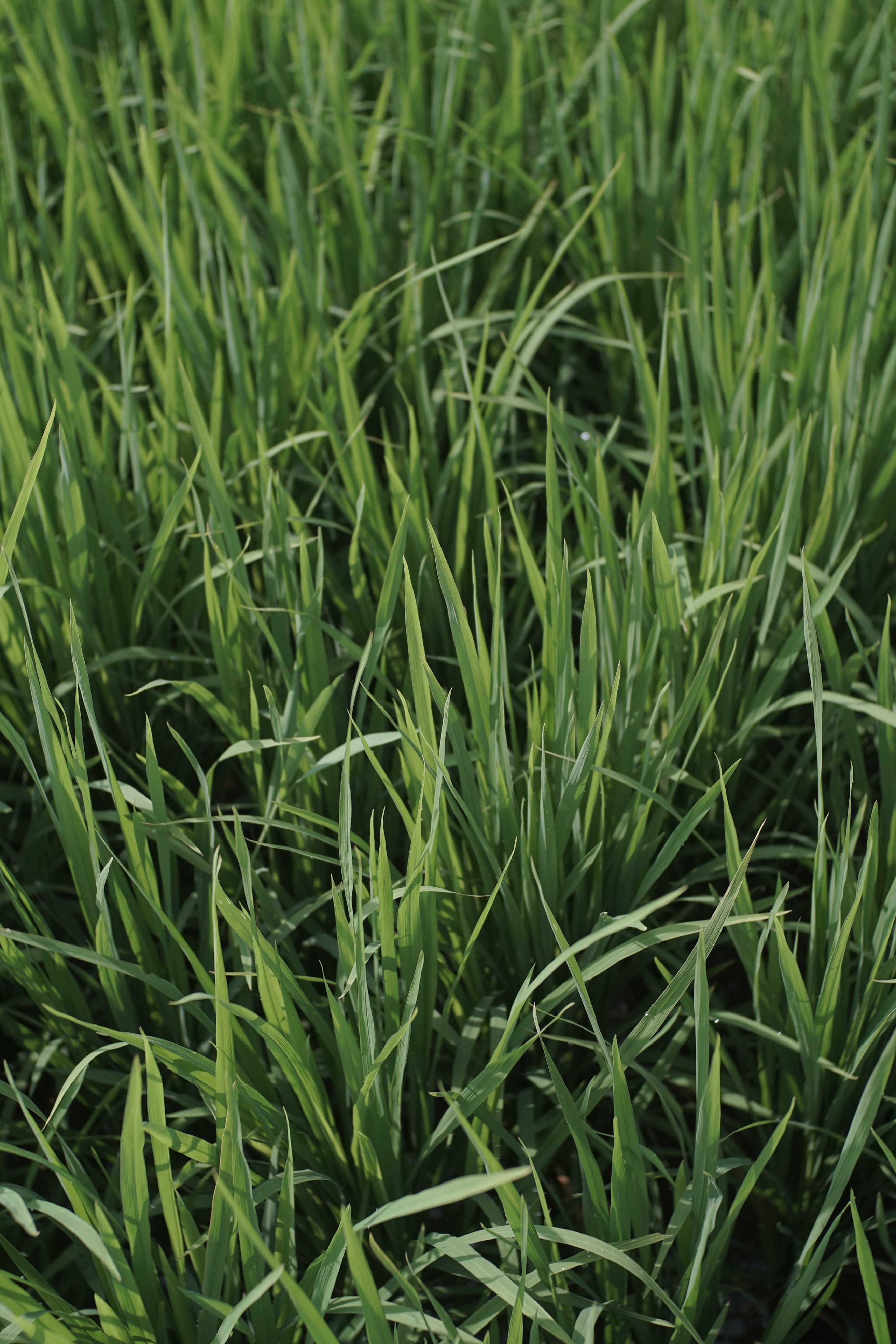 Close-up of Green Grass Growing on Ground · Free Stock Photo