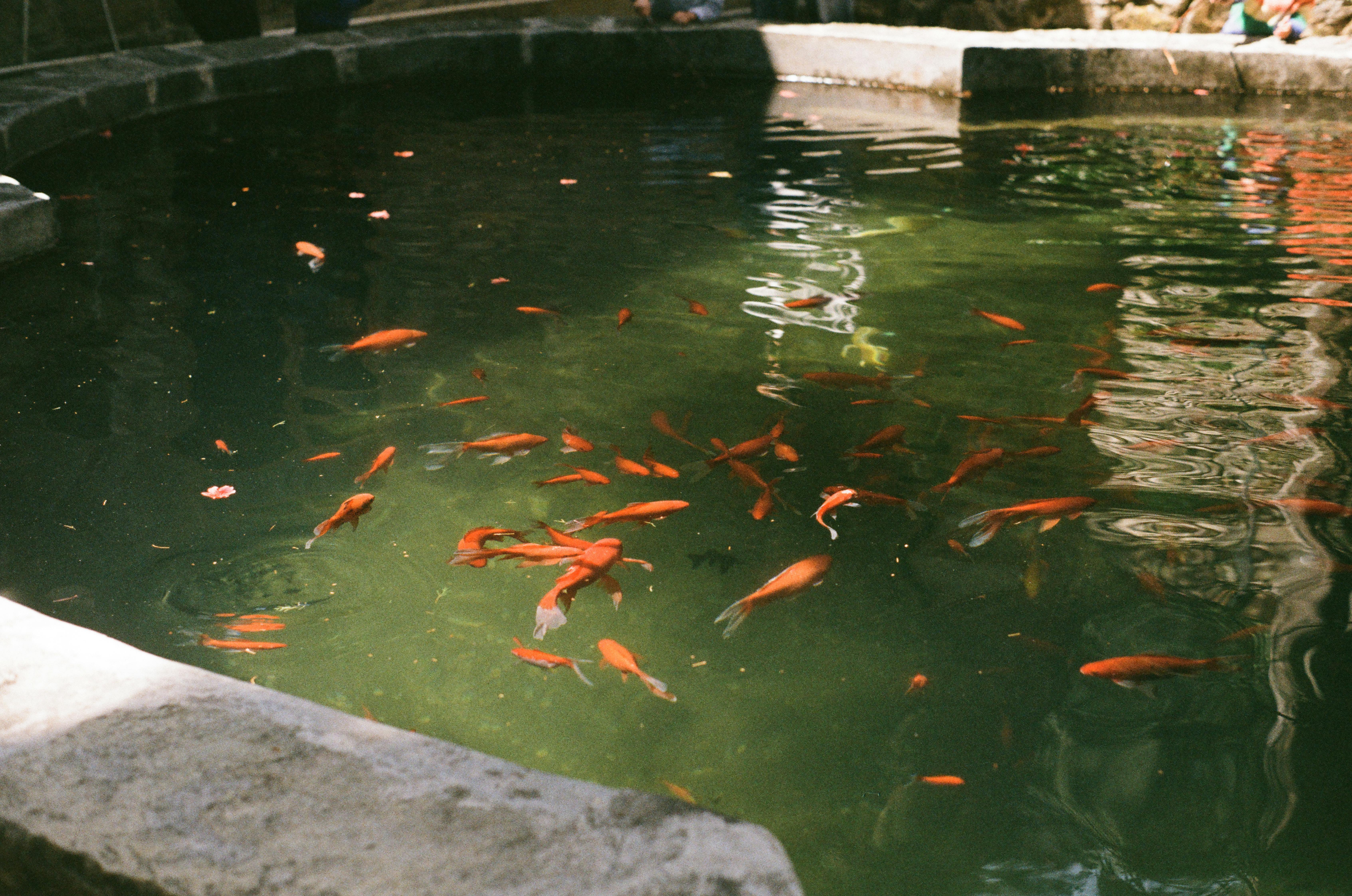 Gold Fish Swimming in Pool · Free Stock Photo