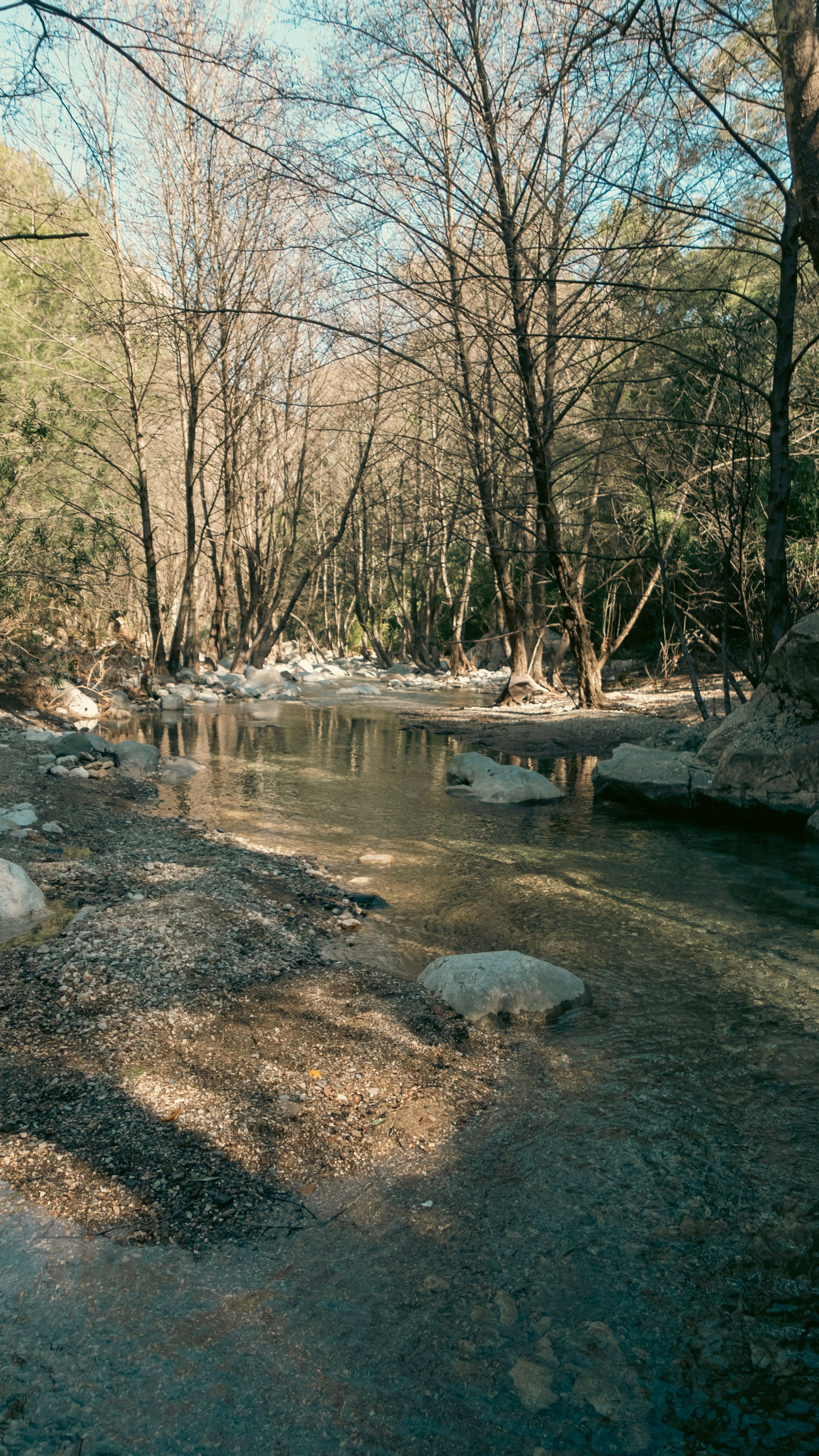 Calm Forest River · Free Stock Photo