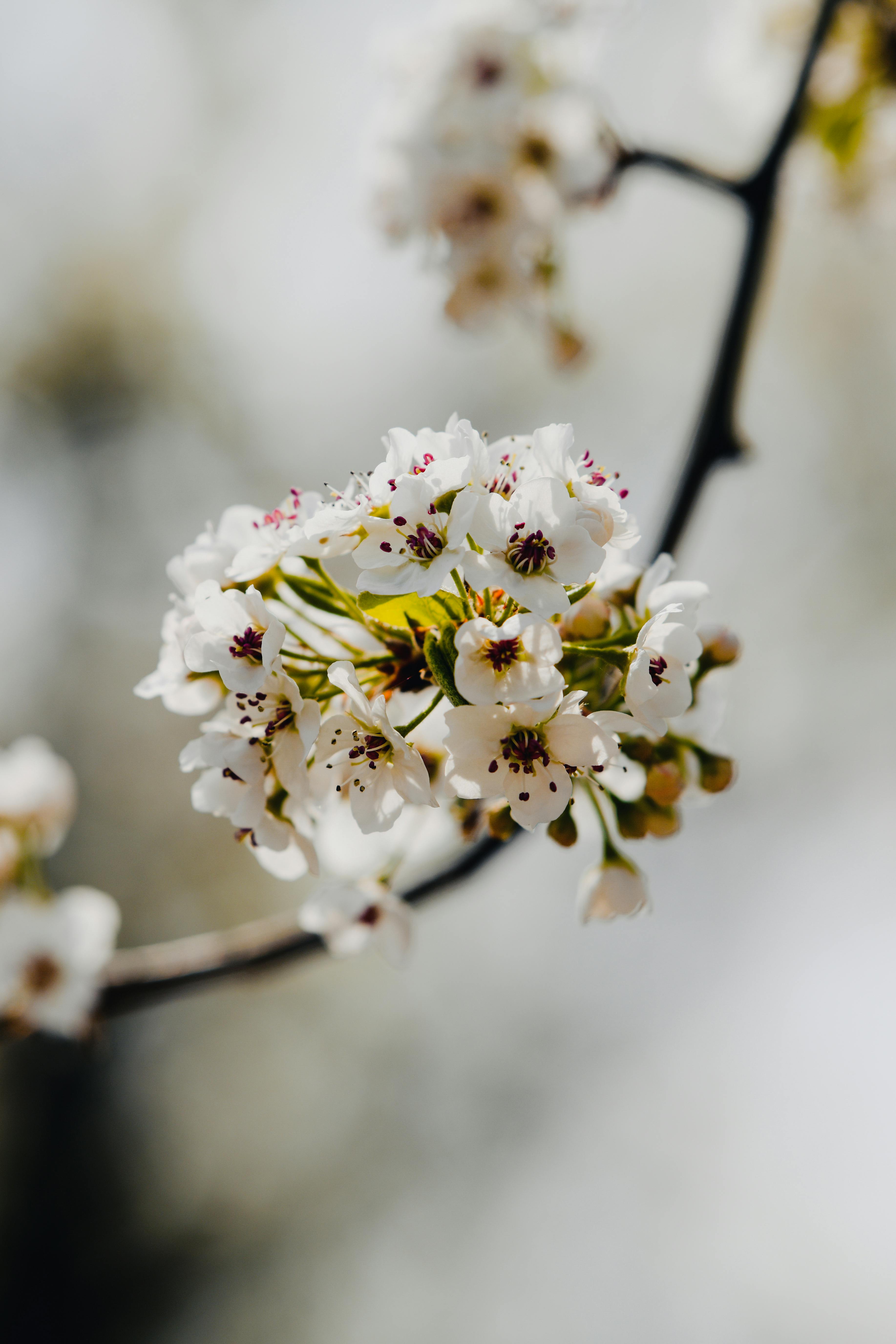 Flowers on Tree Branch · Free Stock Photo