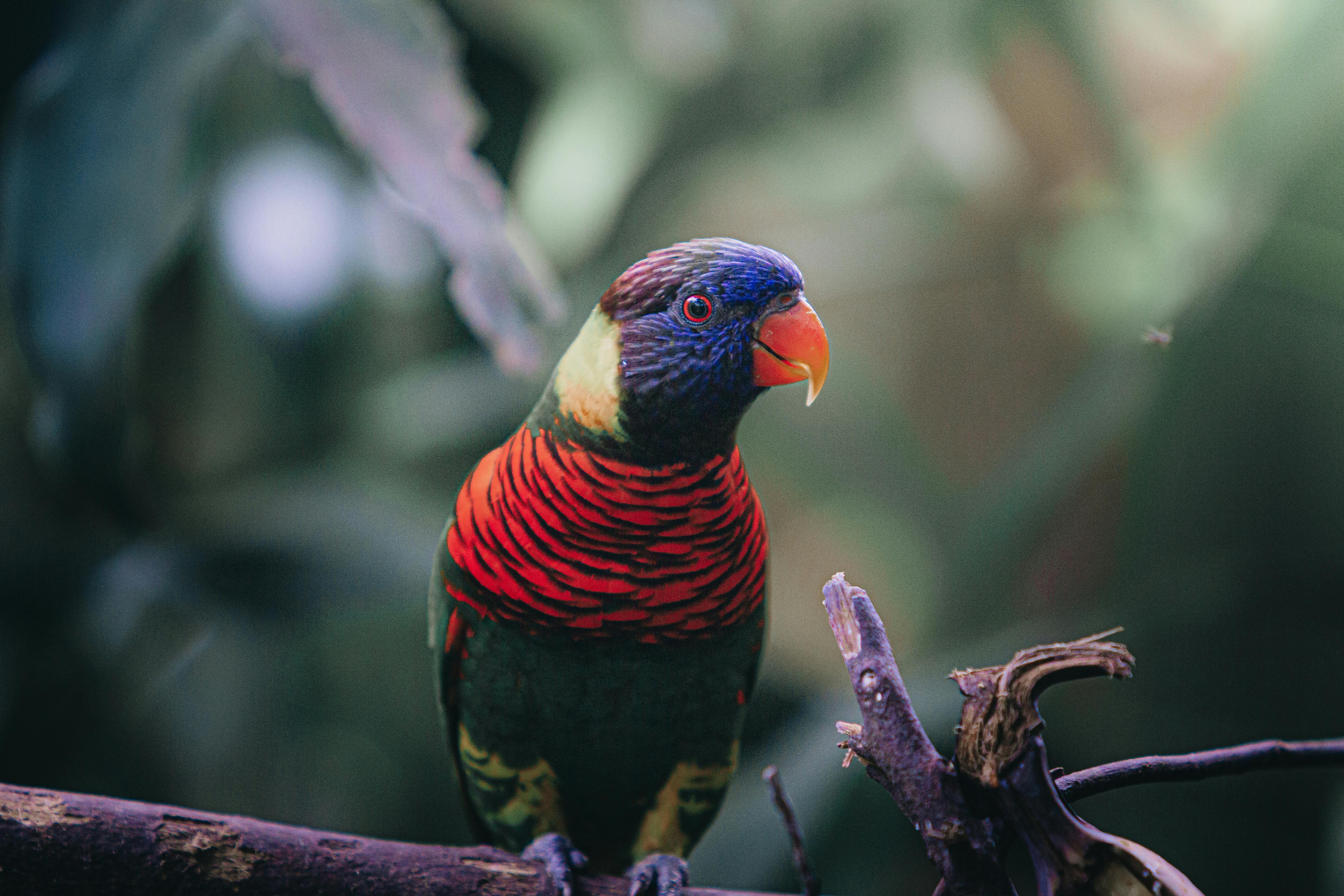 Colorful Loriini Parrot · Free Stock Photo