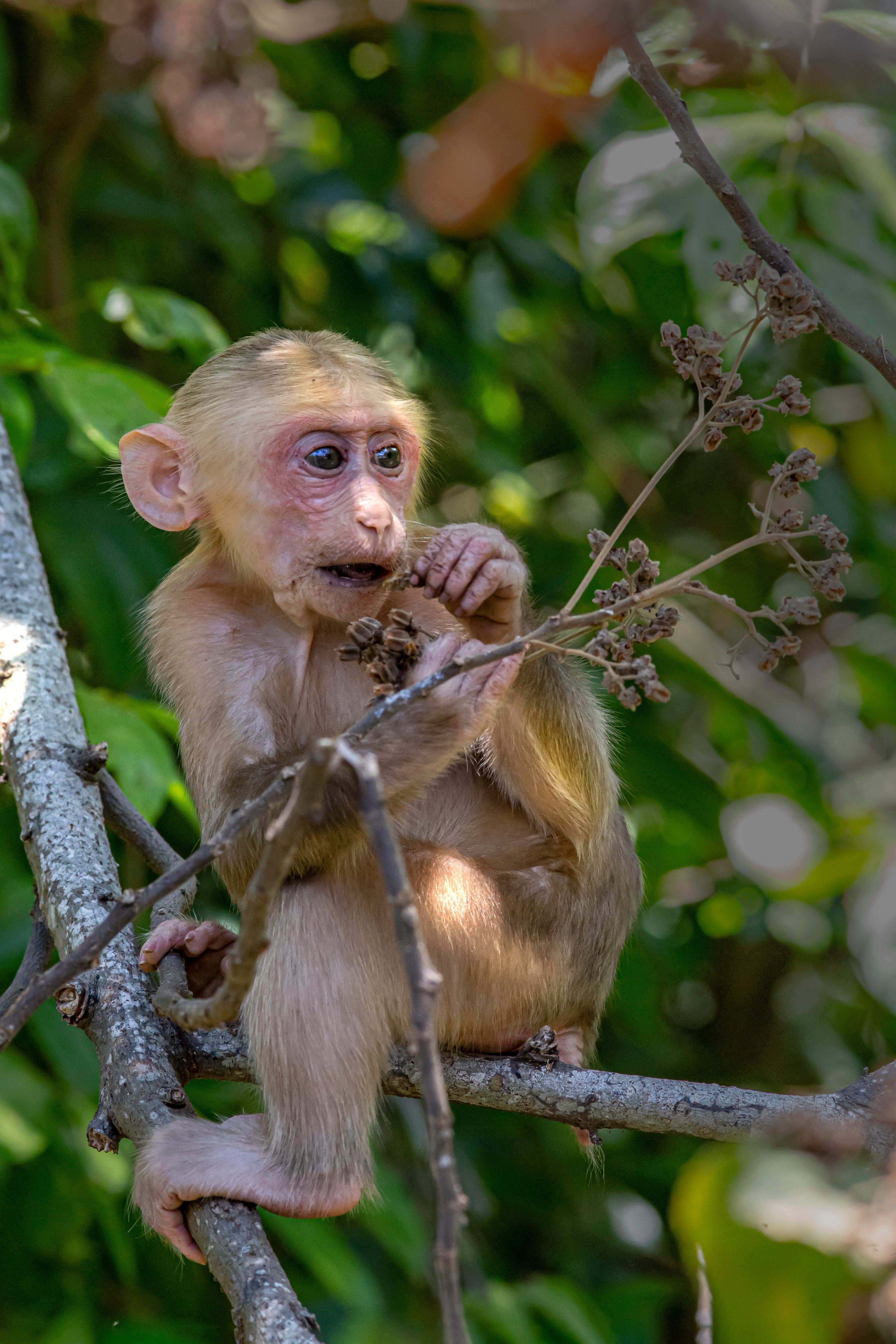 A monkey eating a leaf in a tree · Free Stock Photo