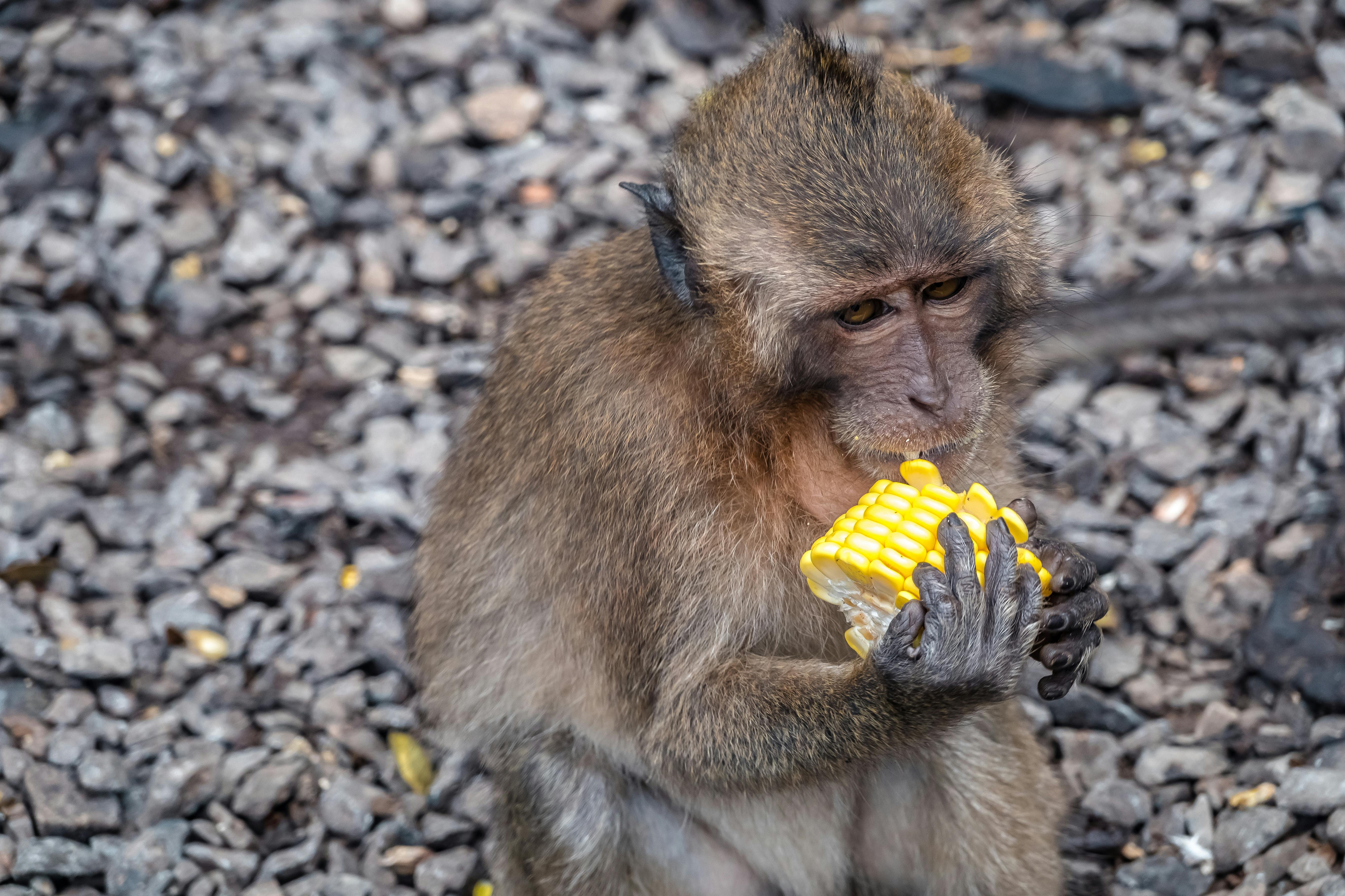 Sad Little Monkey Eating Corn · Free Stock Photo
