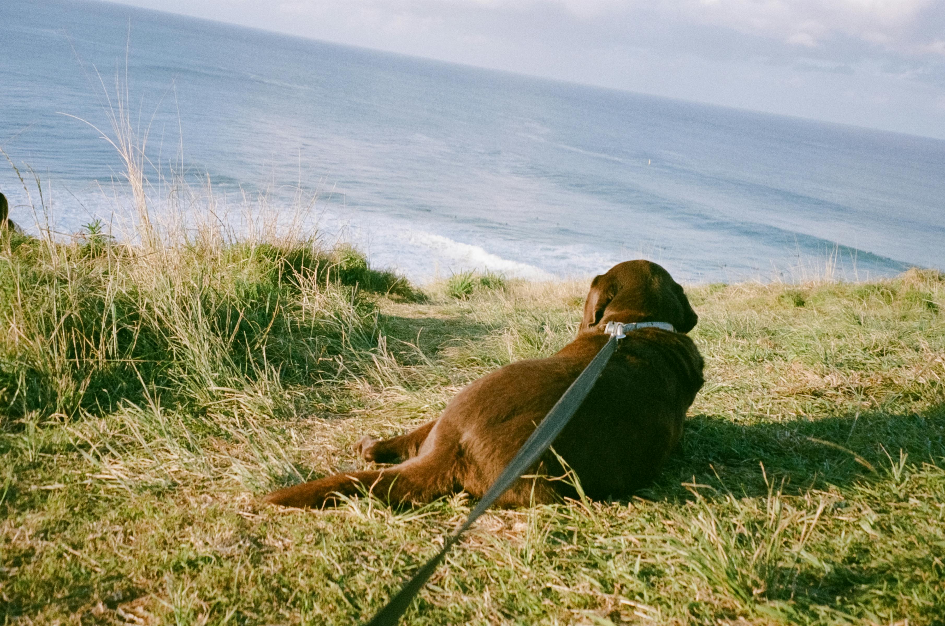 Dog on Leash Lying on Grass on Seashore · Free Stock Photo