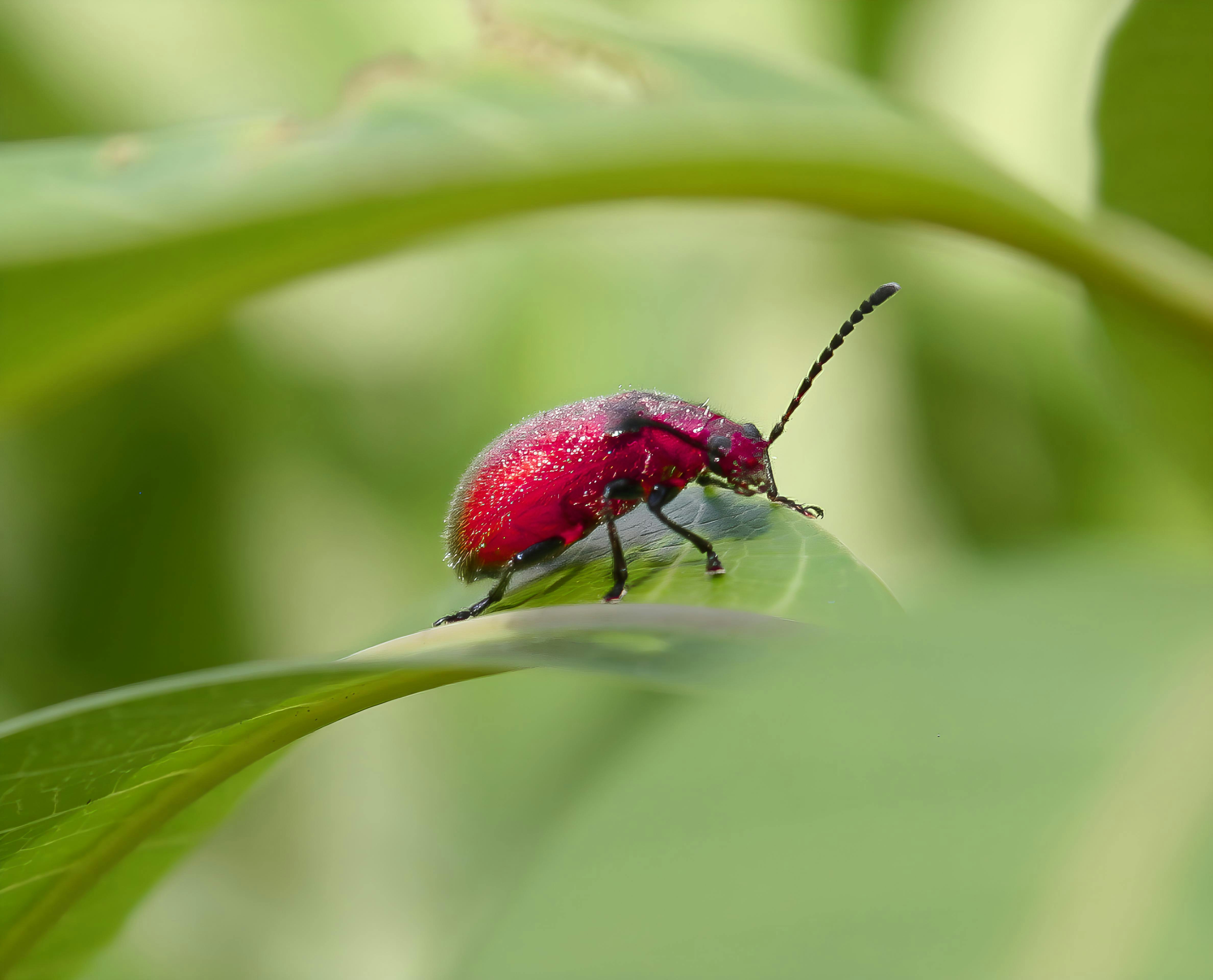 Triumph Success - Photography