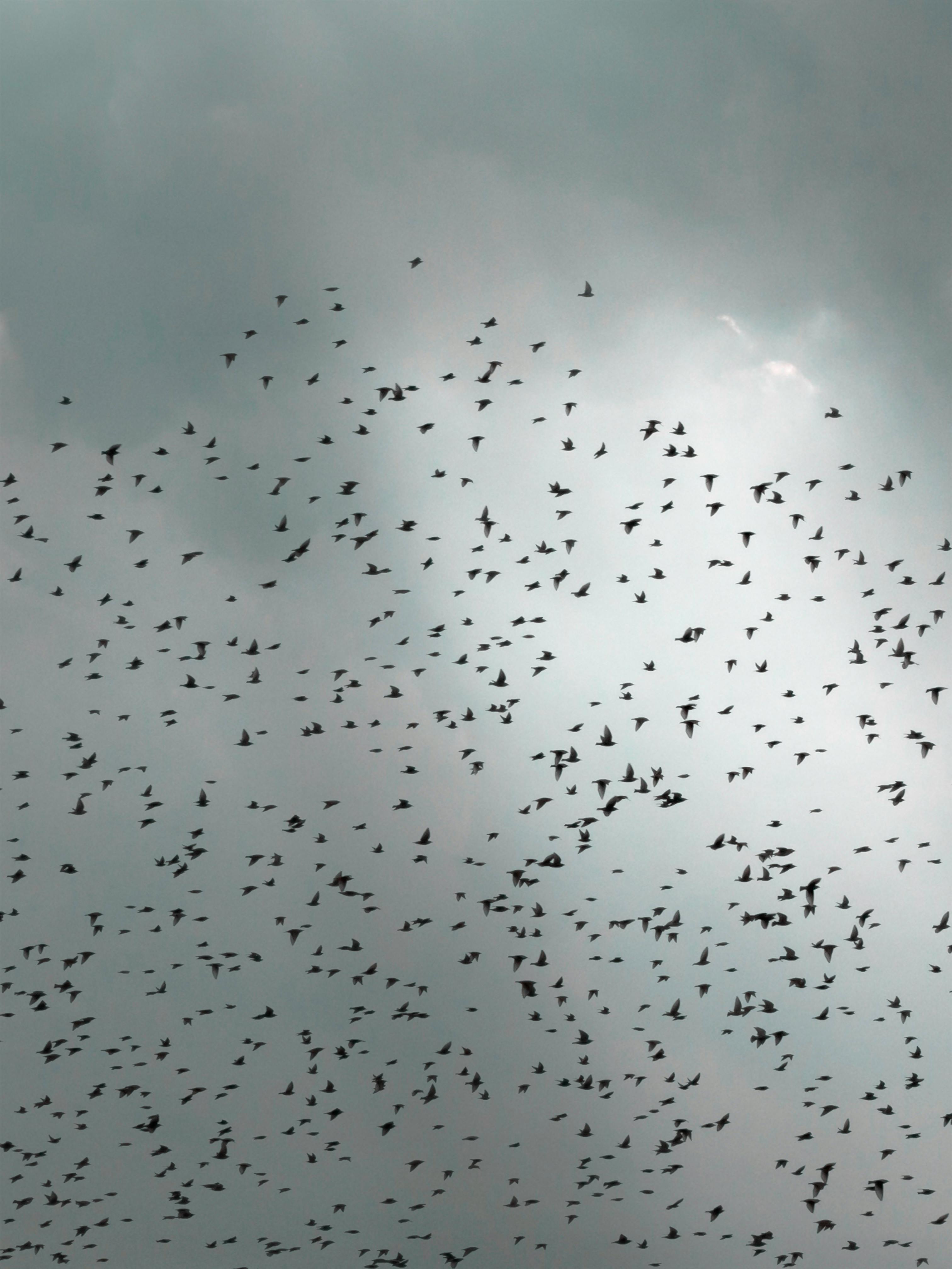 Birds Flying in Dark Sky · Free Stock Photo
