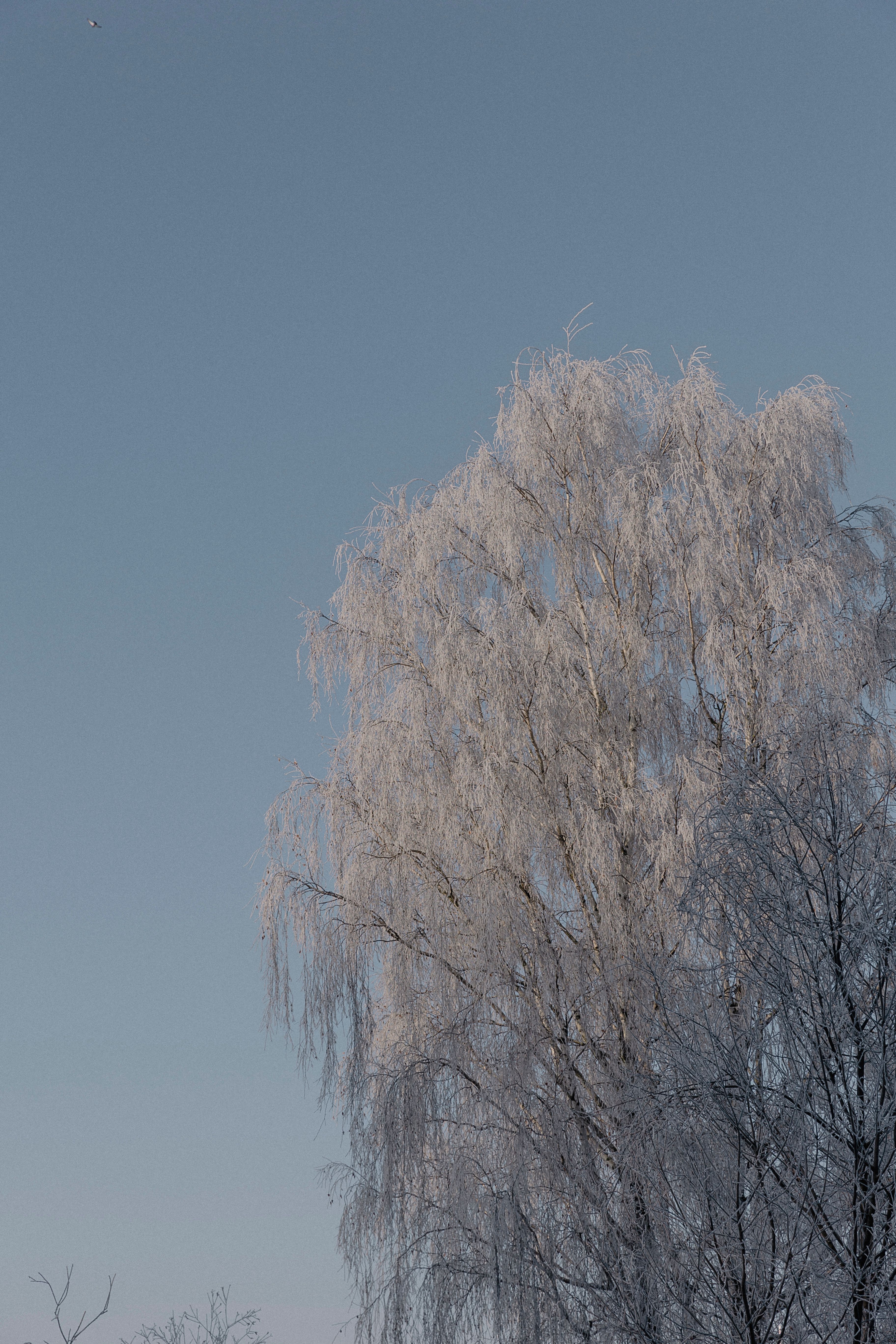 Frost Covering Tree · Free Stock Photo
