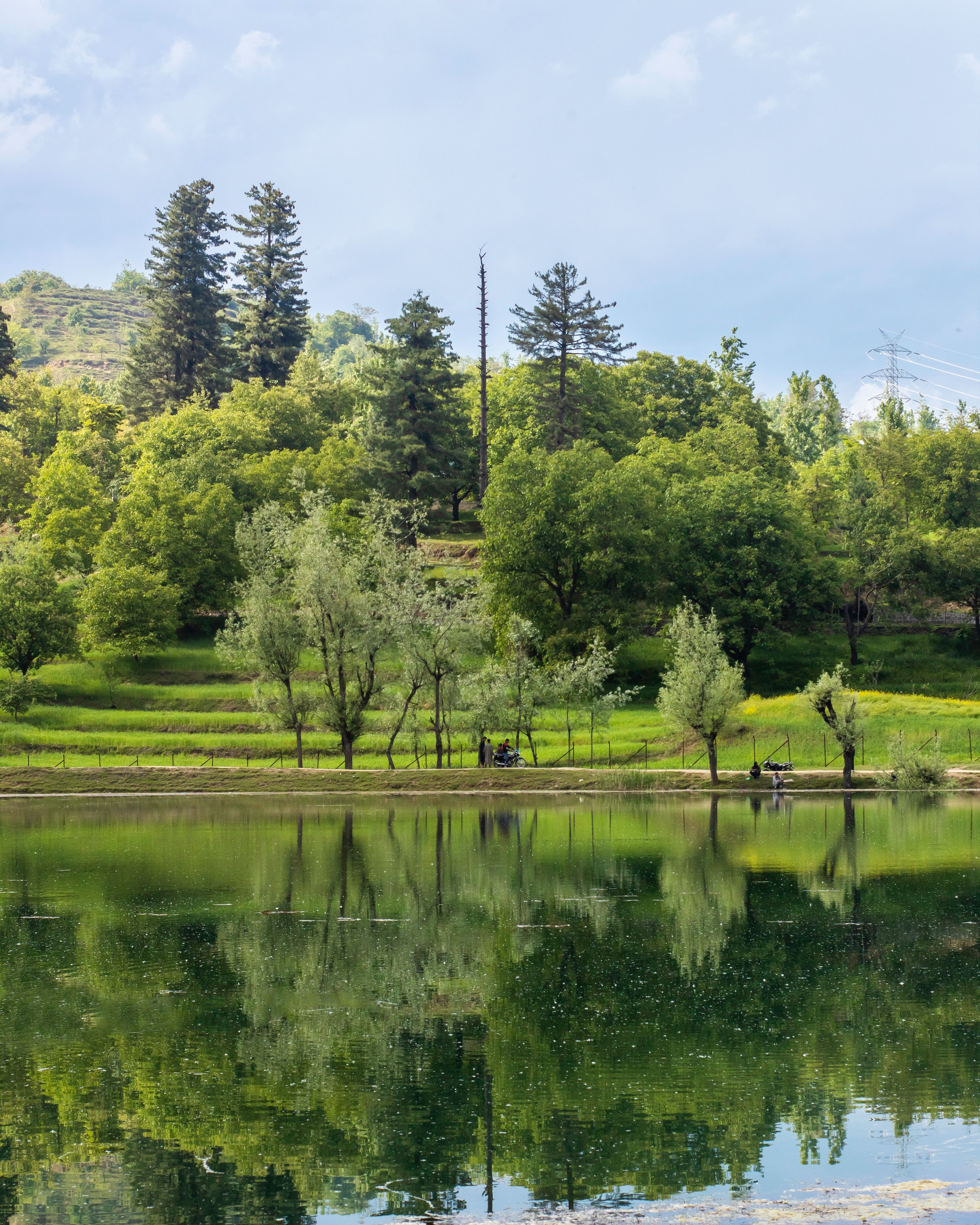Green Tree near Lake · Free Stock Photo