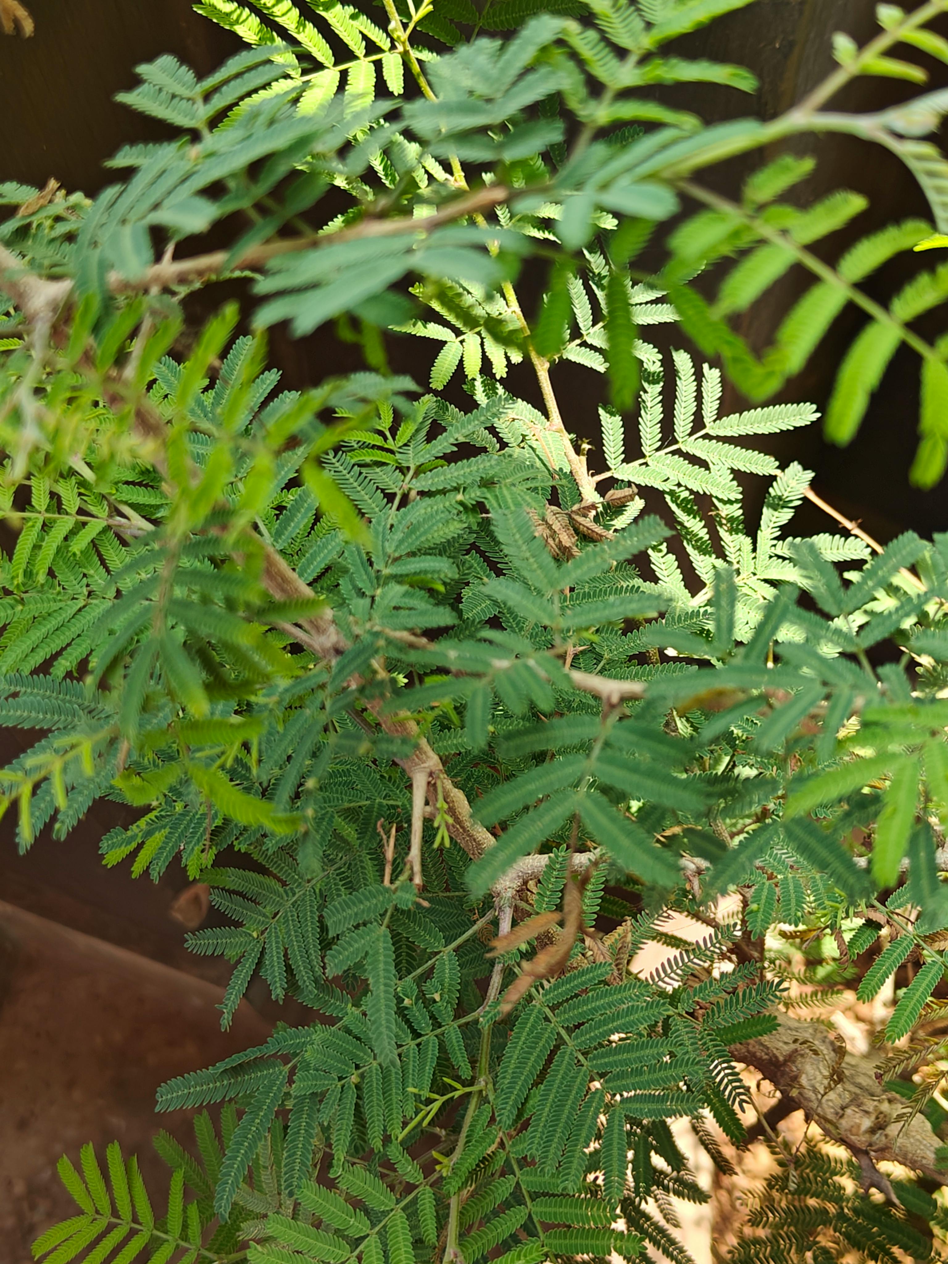 Close-up of Jurema Leaves · Free Stock Photo