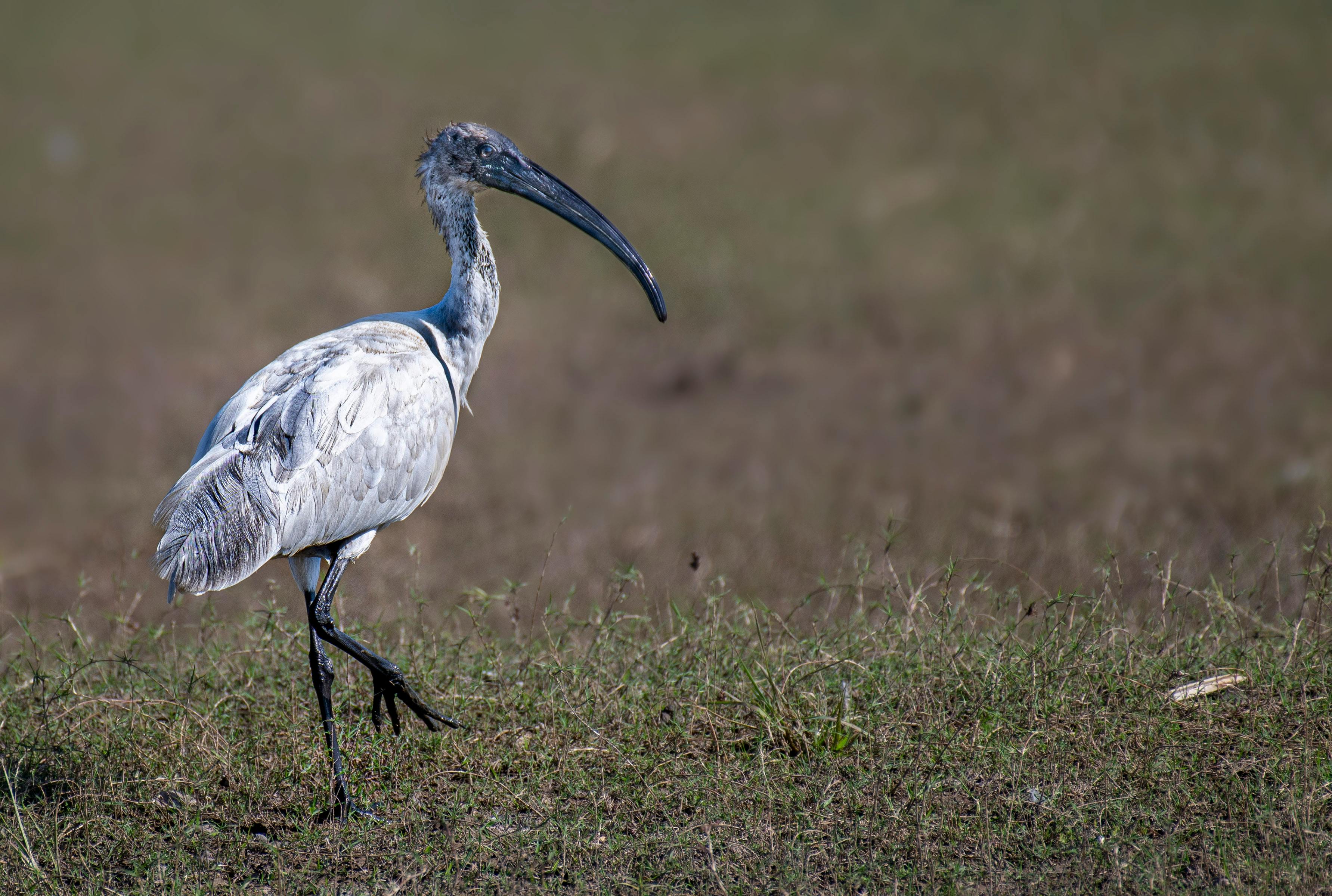Close-up of an Ibis on a Field · Free Stock Photo
