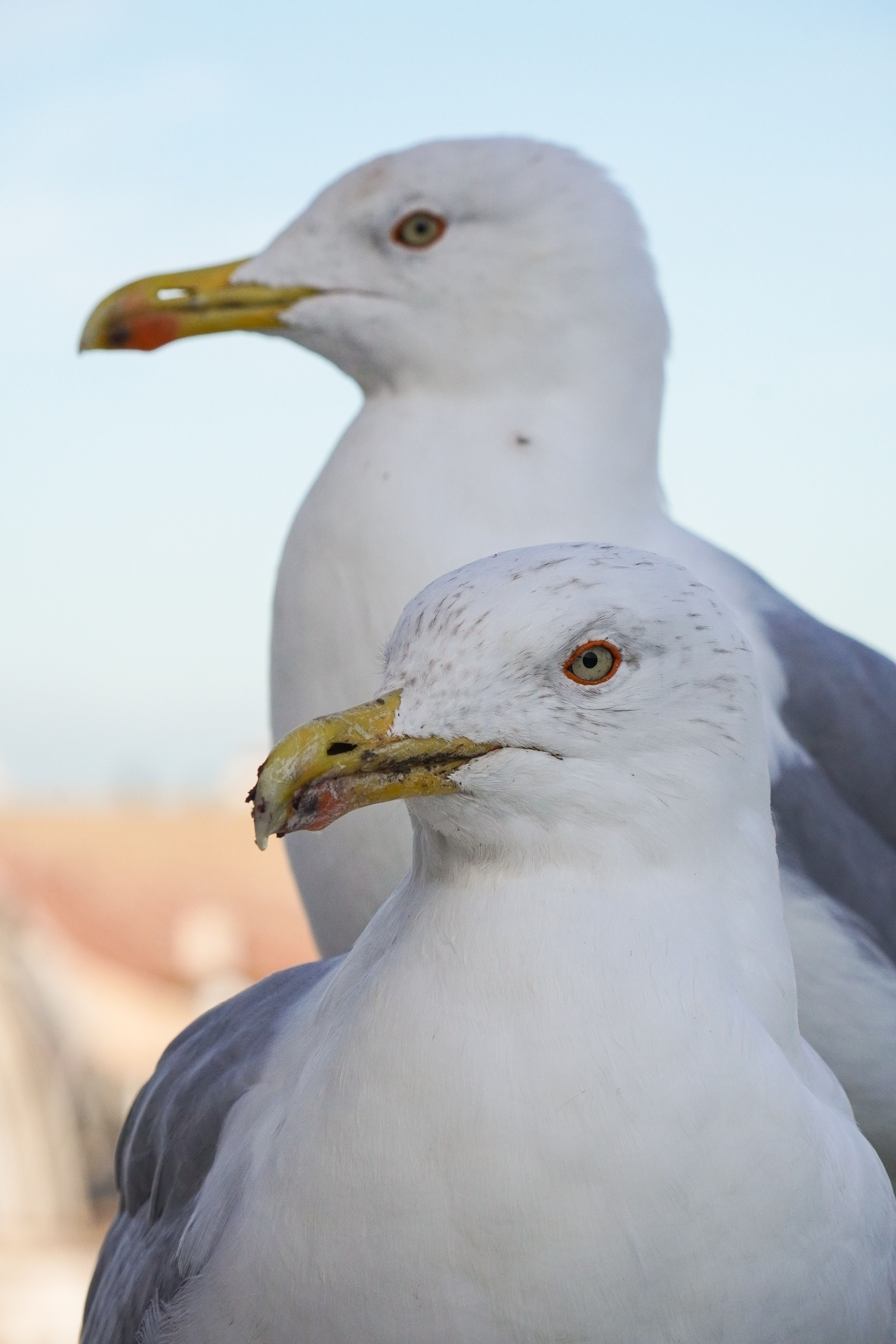 Perched Seagull · Free Stock Photo