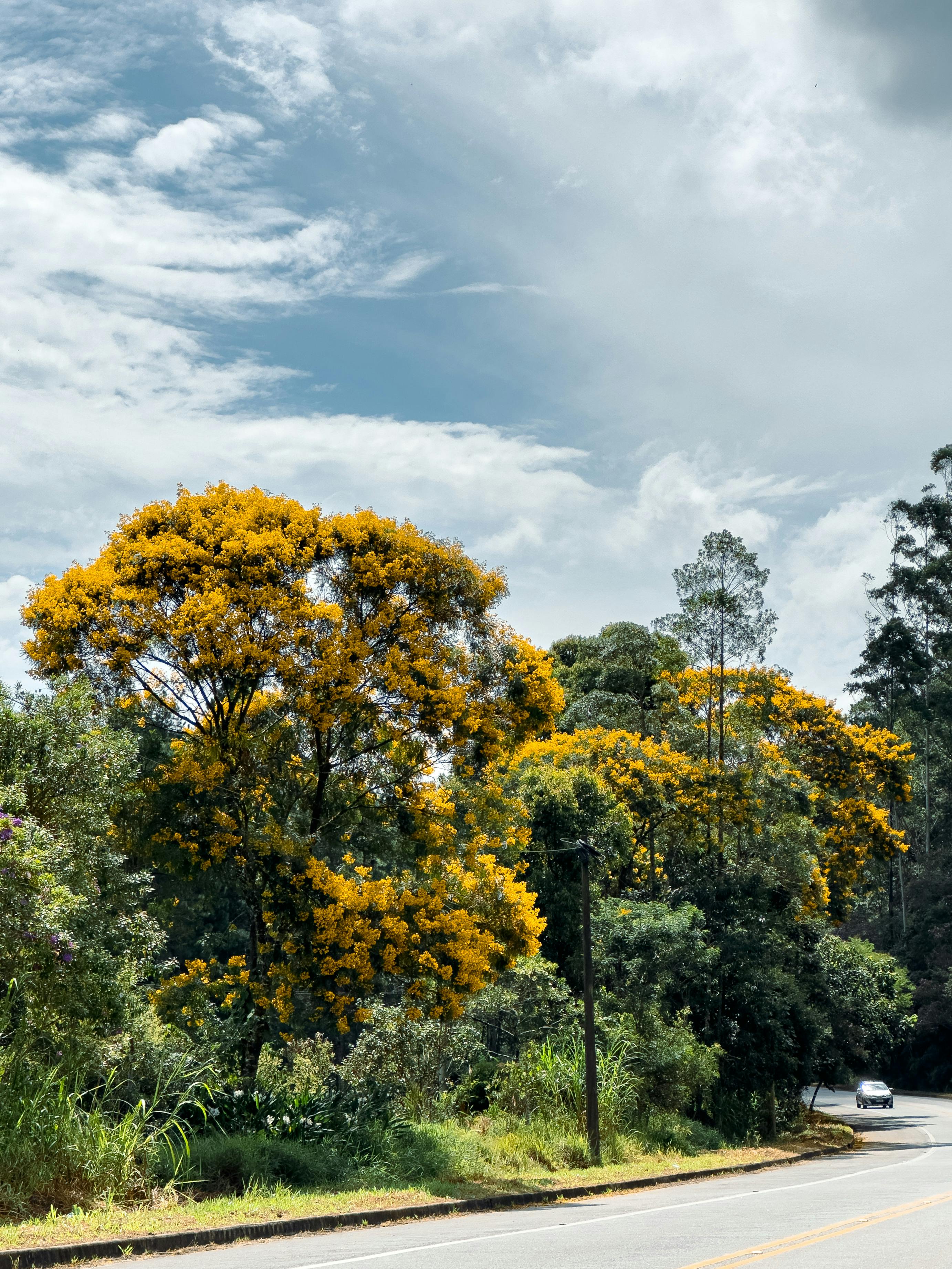 Clouds over Trees near Road · Free Stock Photo