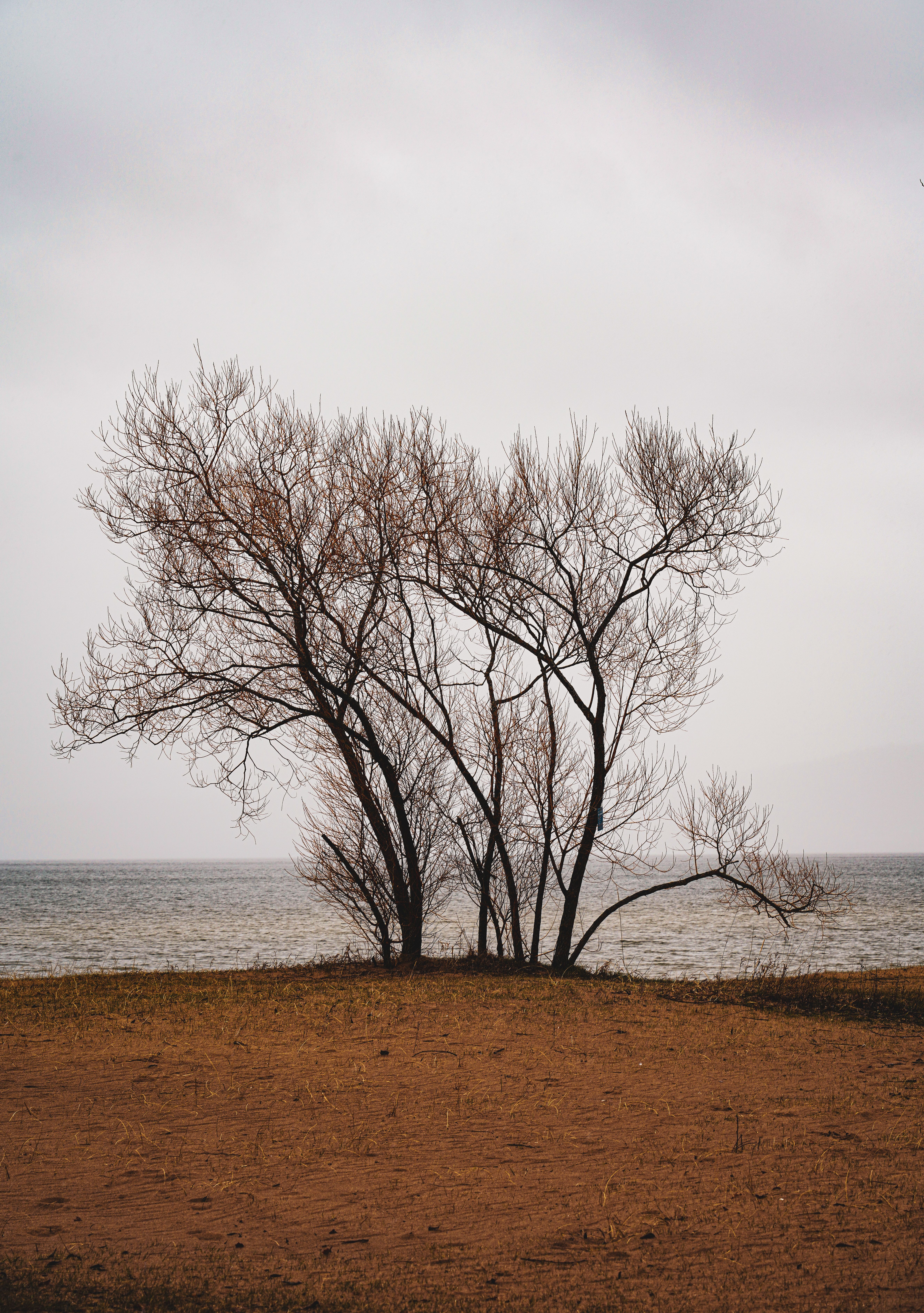 Leafless Willow Tree Bending over Sea · Free Stock Photo