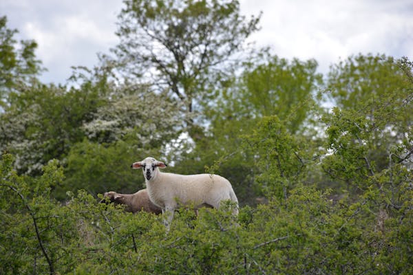 Vet Sheep Photos, Download The BEST Free Vet Sheep Stock Photos & HD Images
