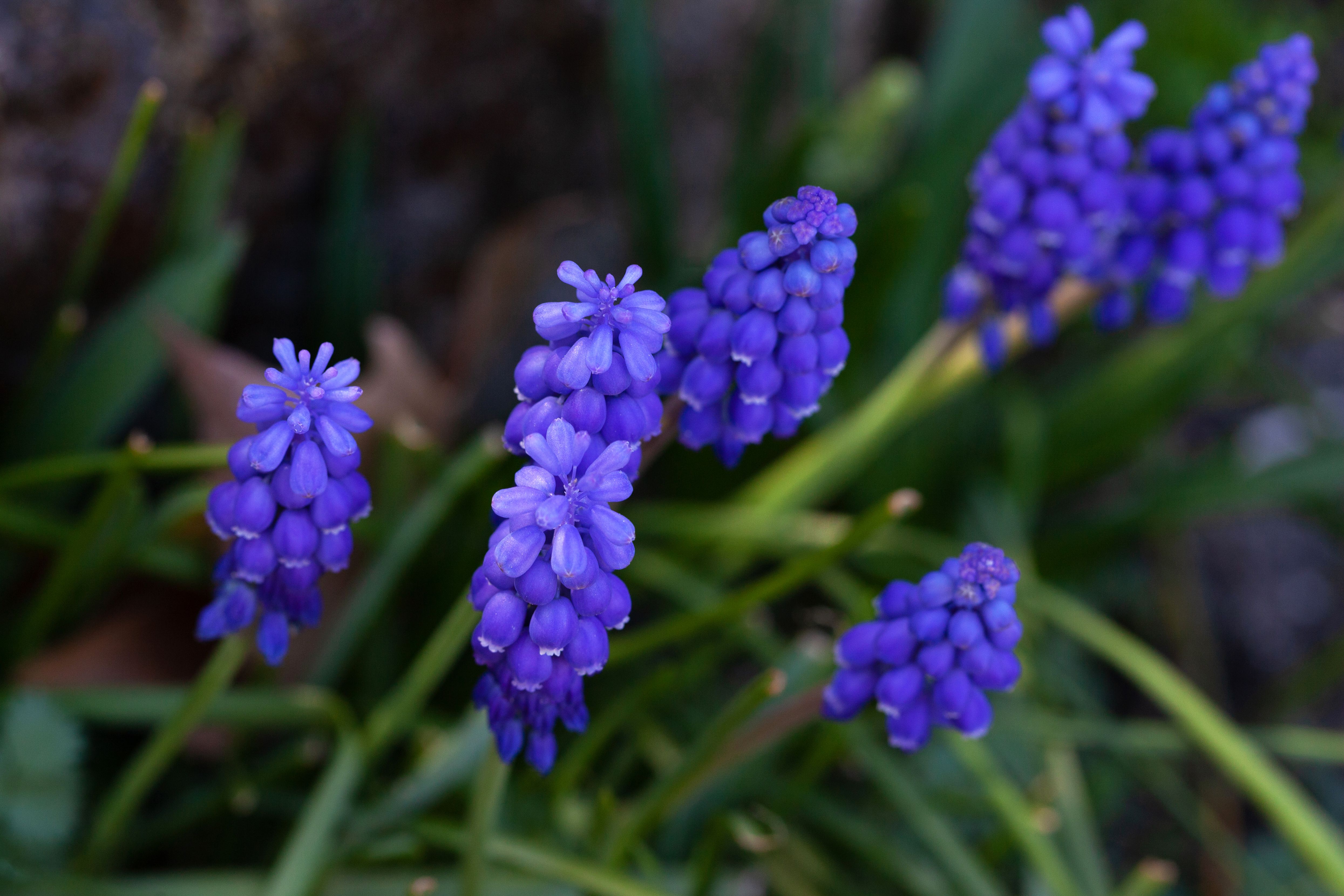 Close up of Hyacinths · Free Stock Photo