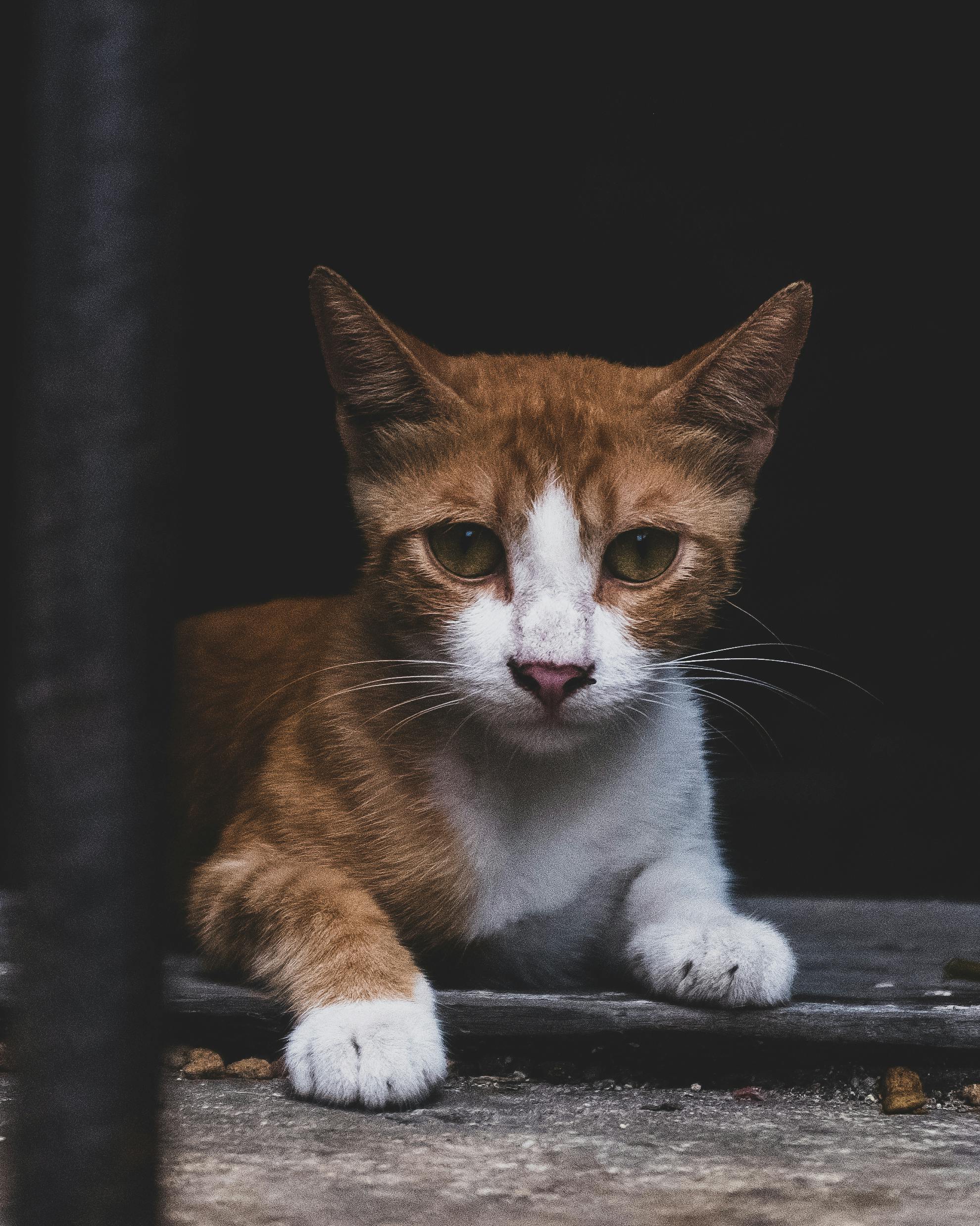 Srt Hell Cat Photos, Download The BEST Free Srt Hell Cat Stock Photos ...