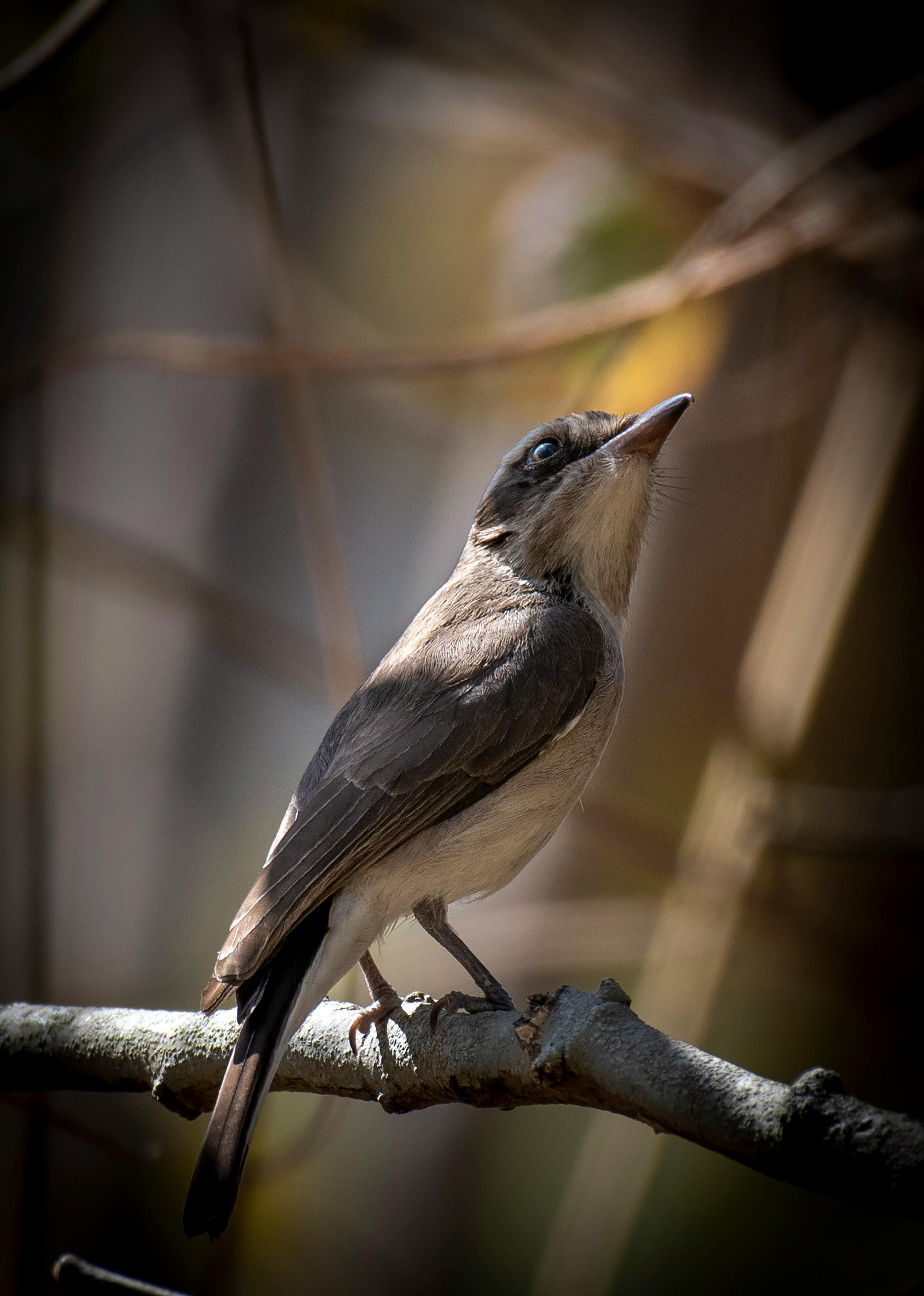 Bird among Leaves · Free Stock Photo