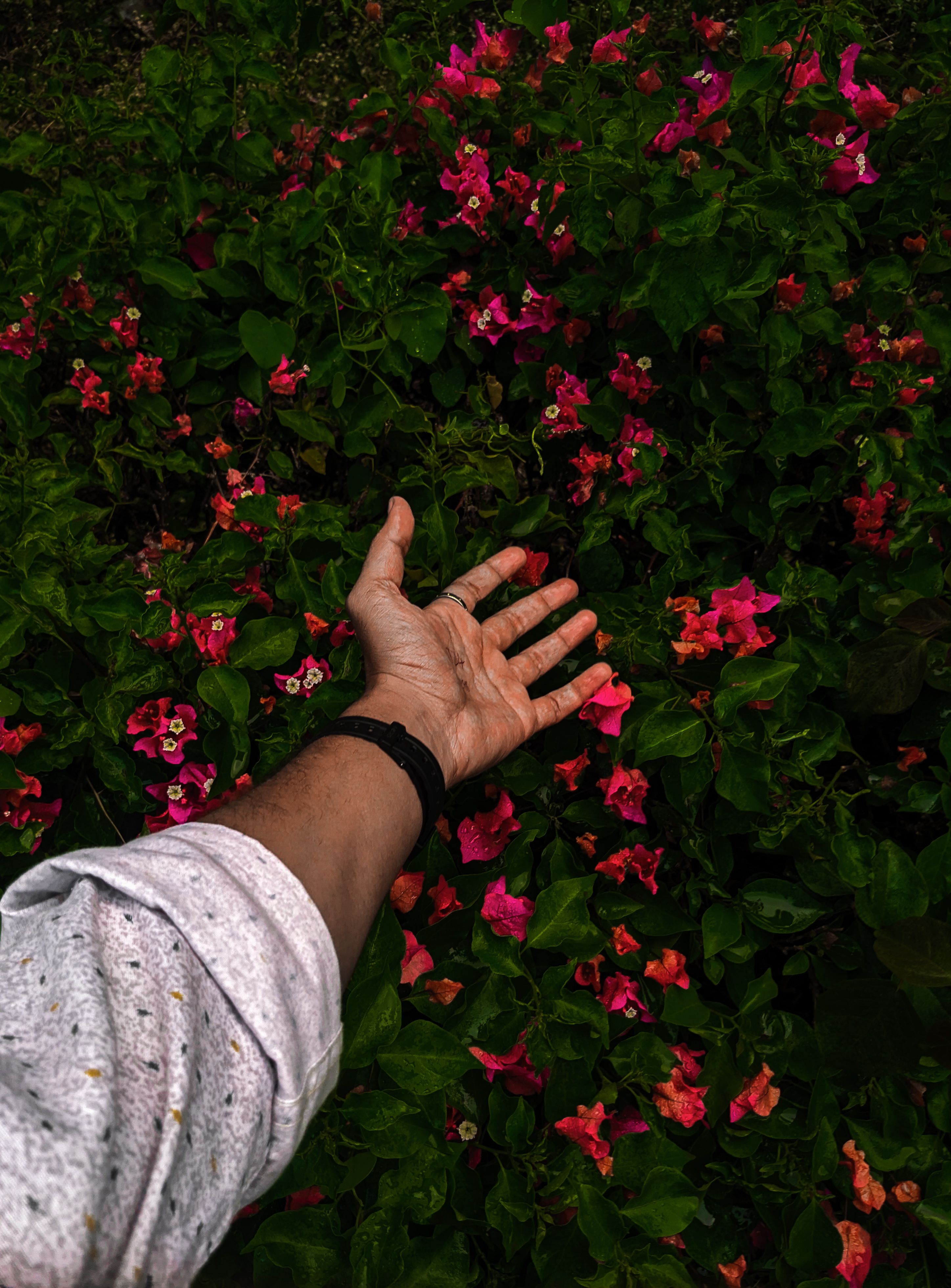 Hand Holding Knife over Roses · Free Stock Photo