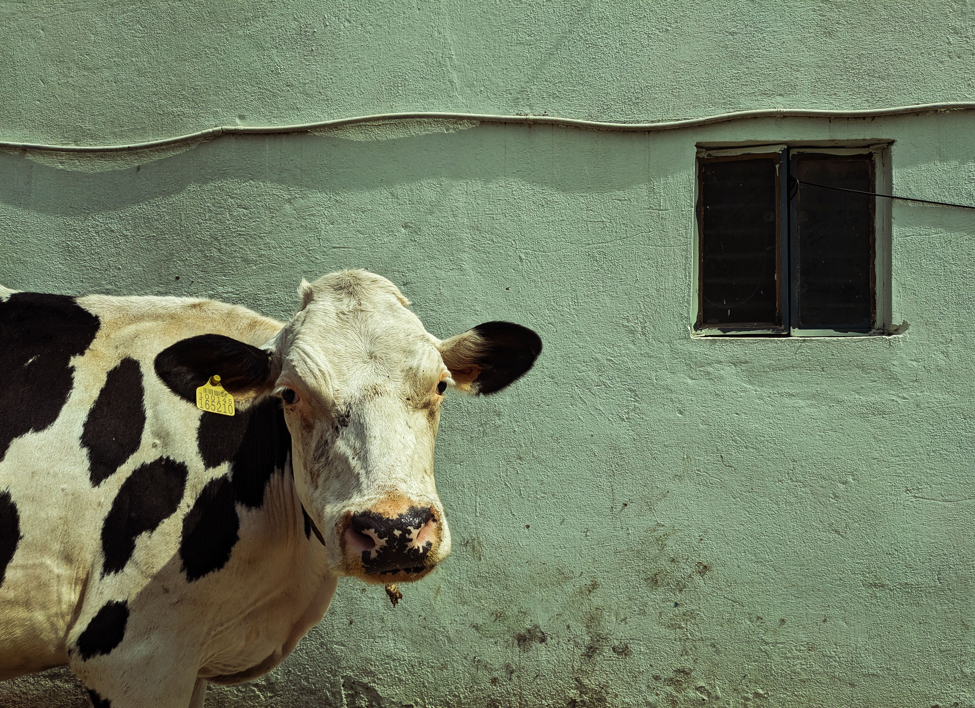 Cow near Building · Free Stock Photo