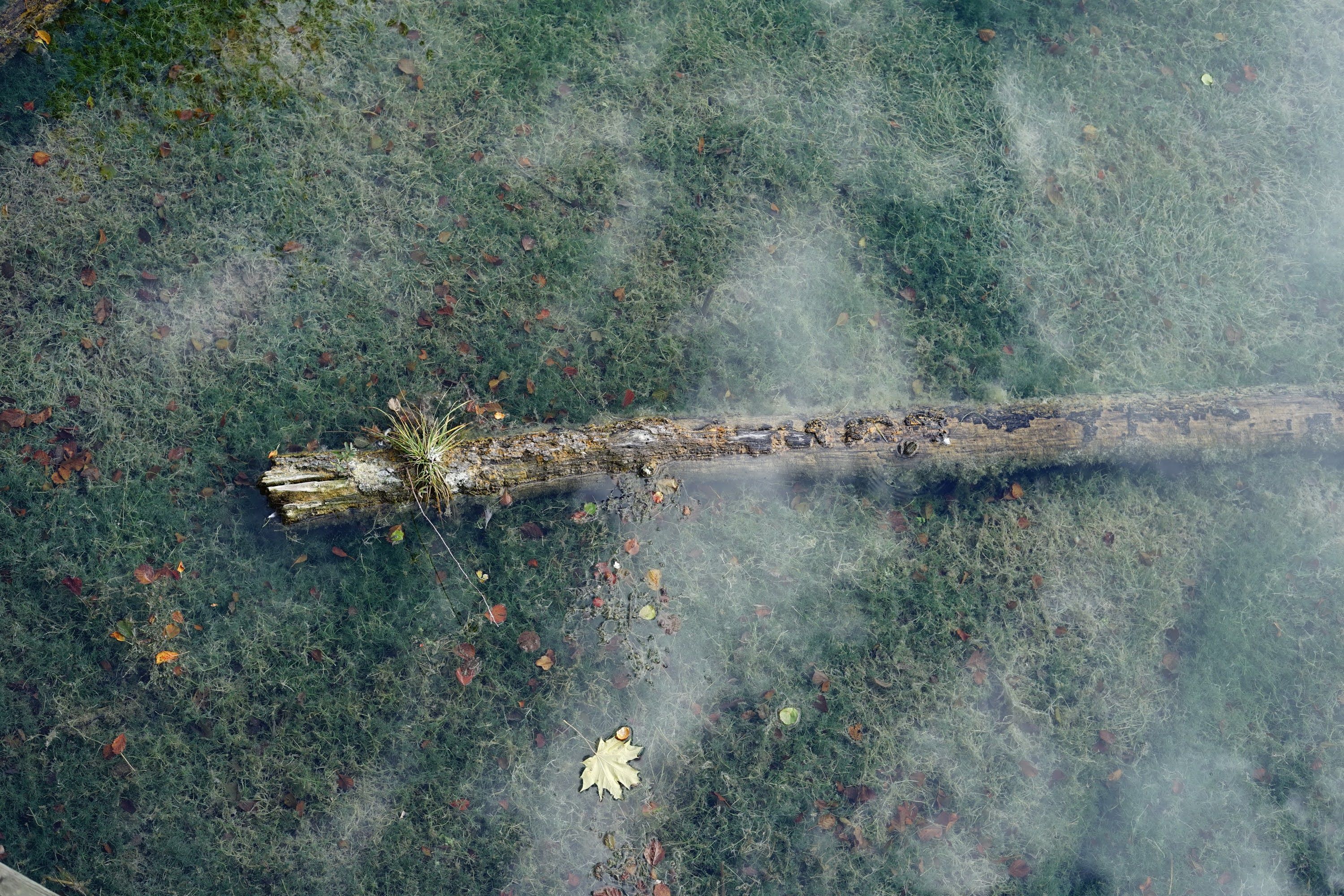 Fog over Broken Tree on Grass · Free Stock Photo