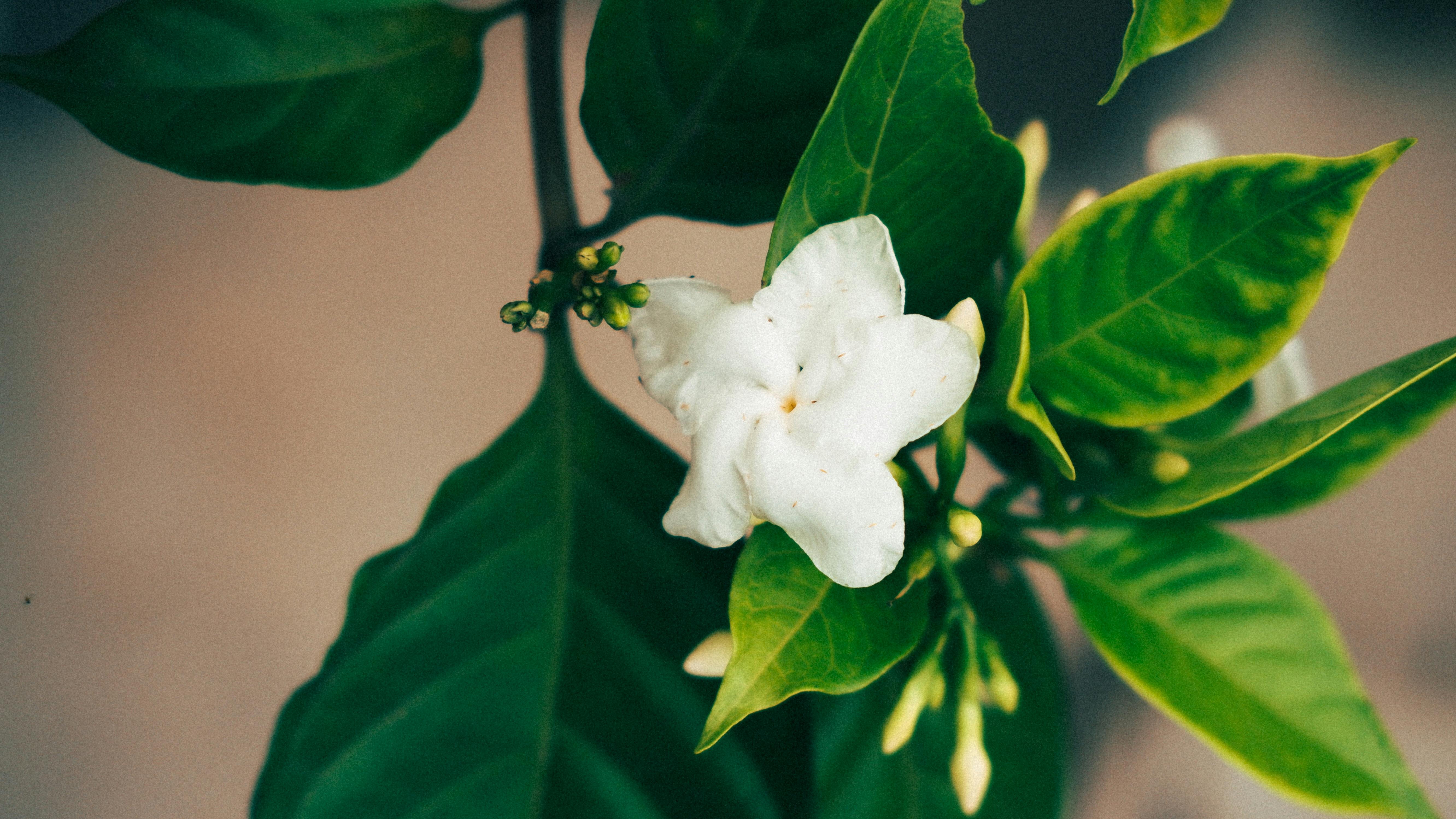 White Magik Photos, Download The BEST Free White Magik Stock Photos ...