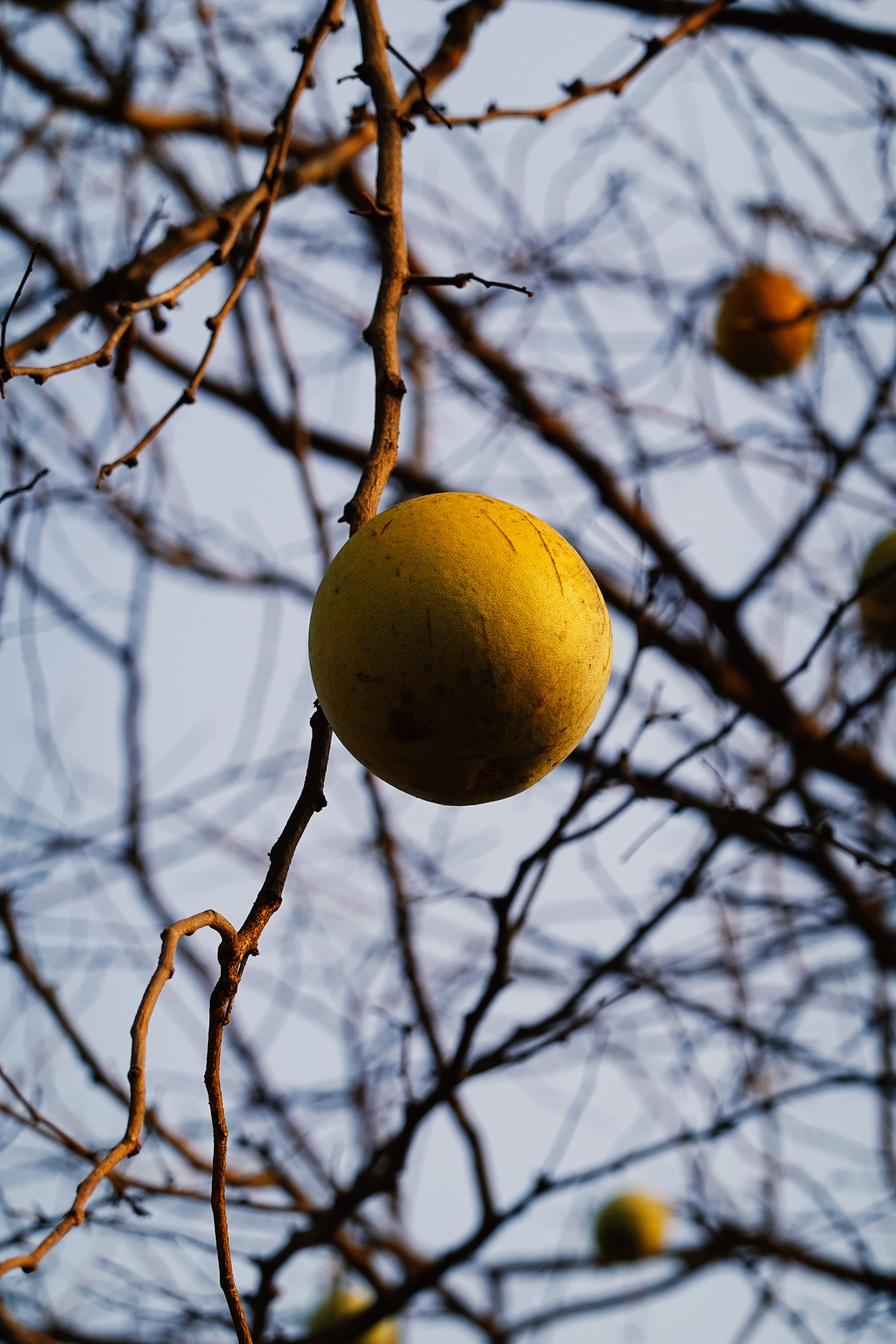 Fruit on Bare Tree · Free Stock Photo