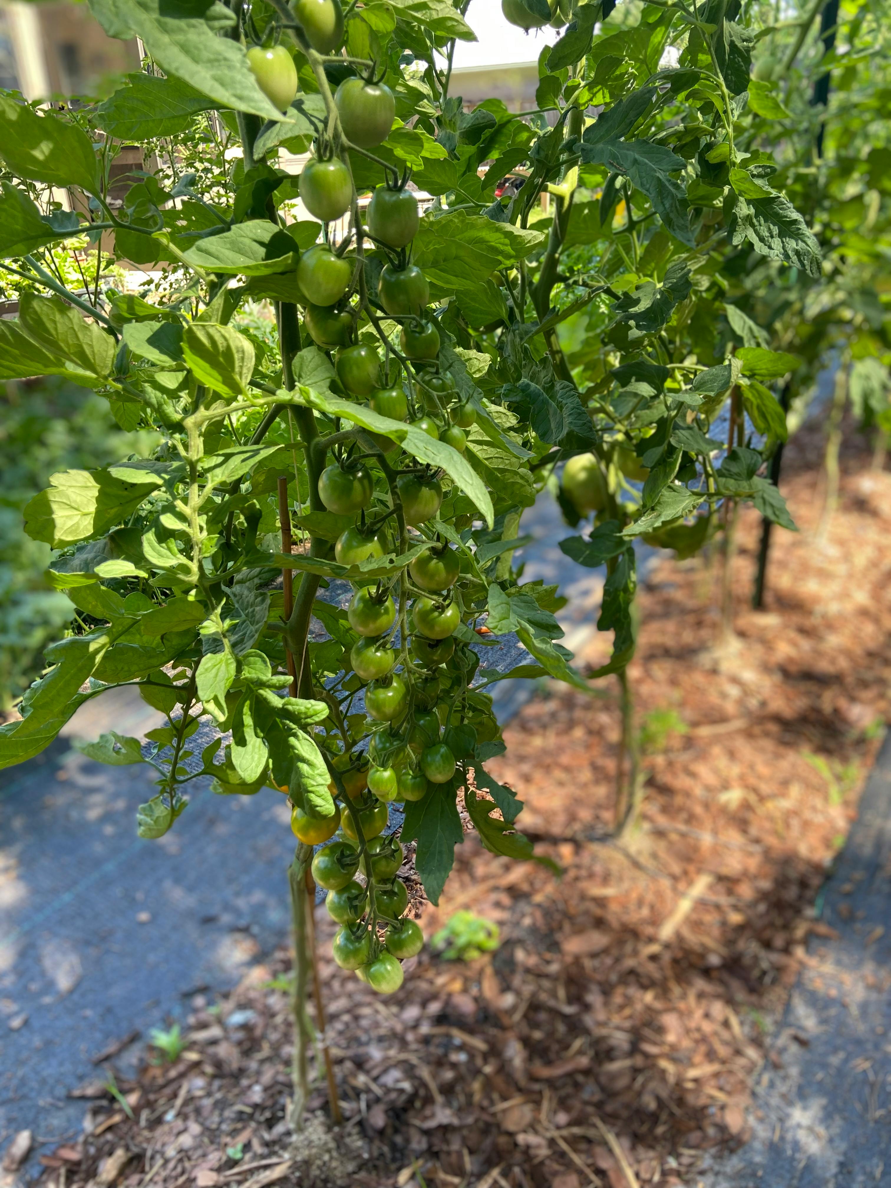 Rachel S - Photography