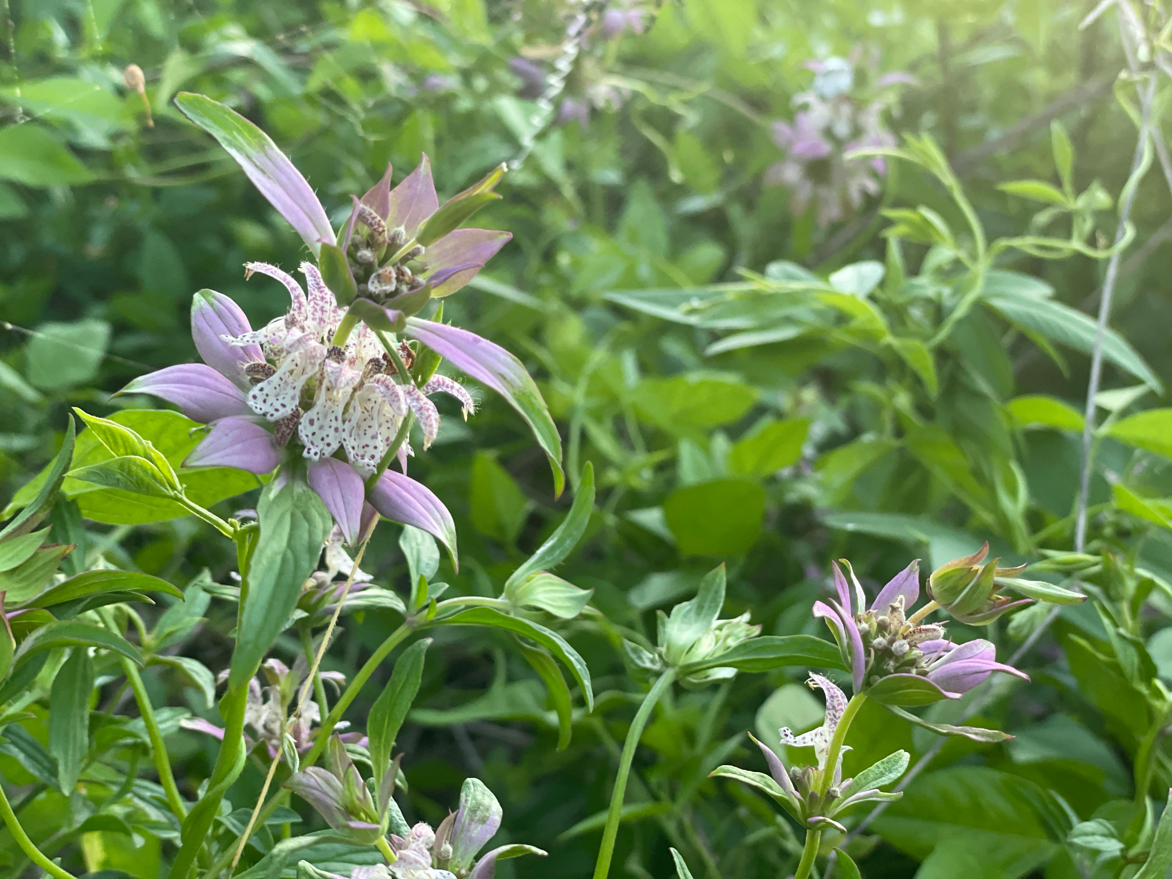 Rachel S - Photography