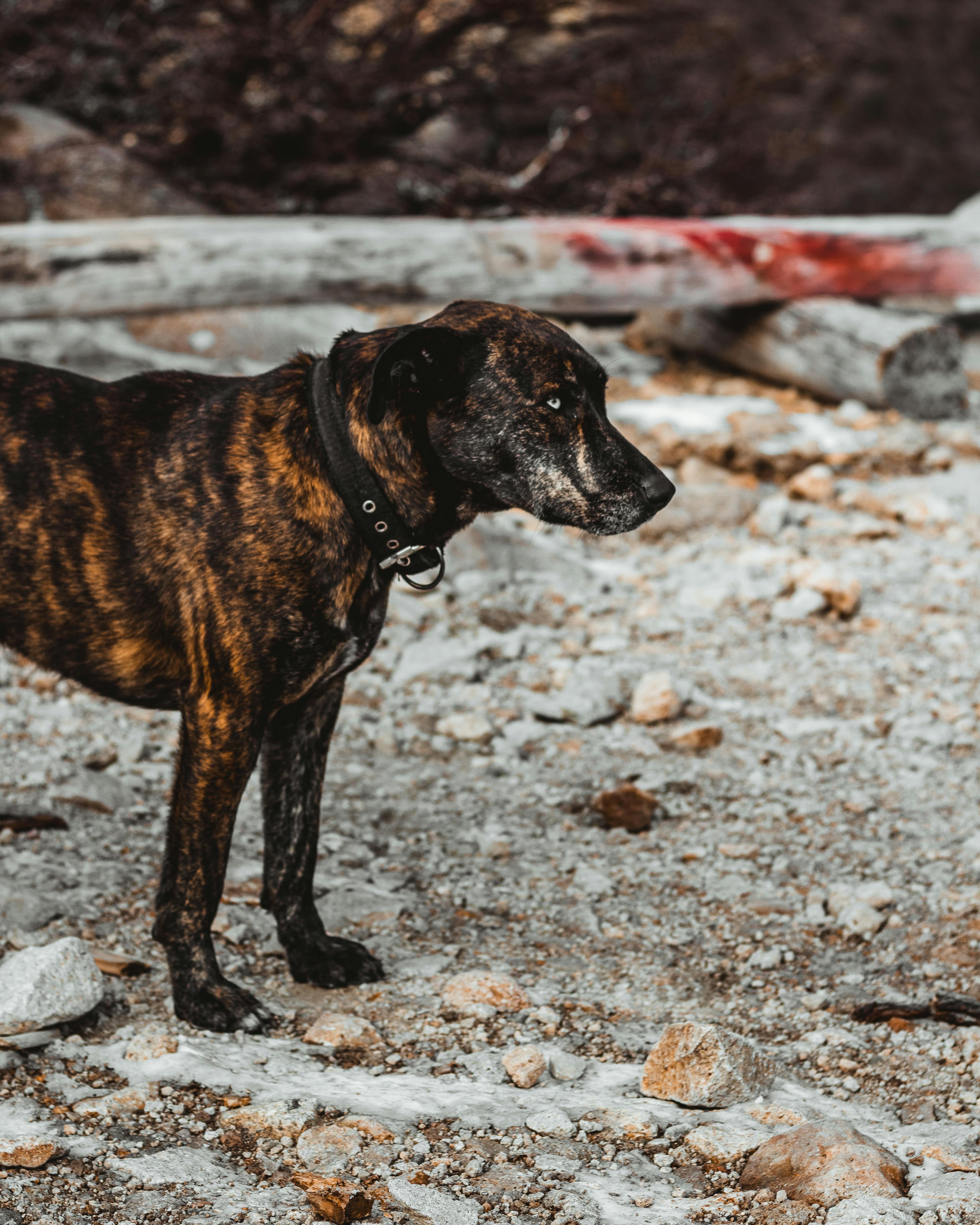 Dog Phone Wallpaper Photos, Download The BEST Free Dog Phone Wallpaper ...