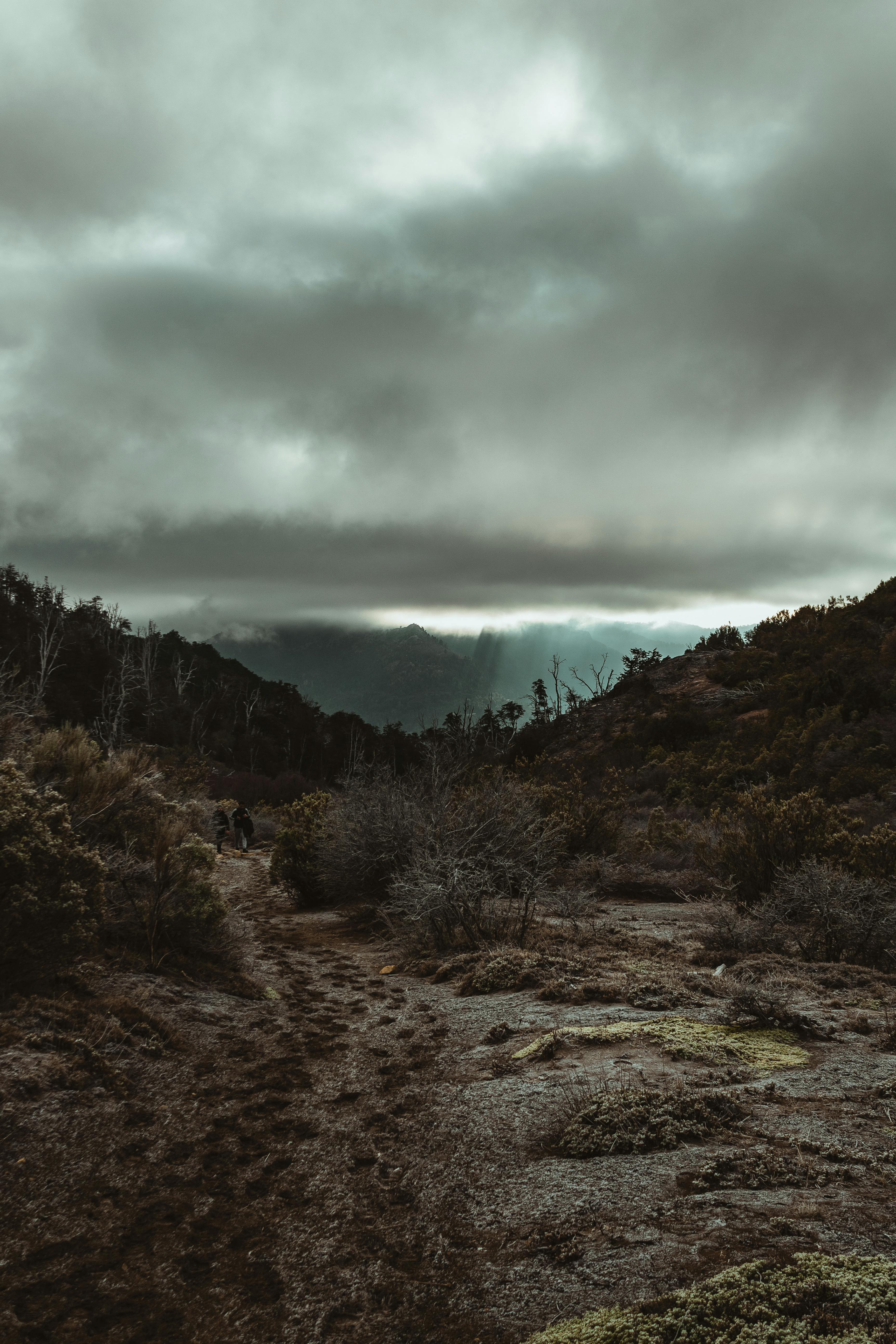 Overcast over Forest · Free Stock Photo