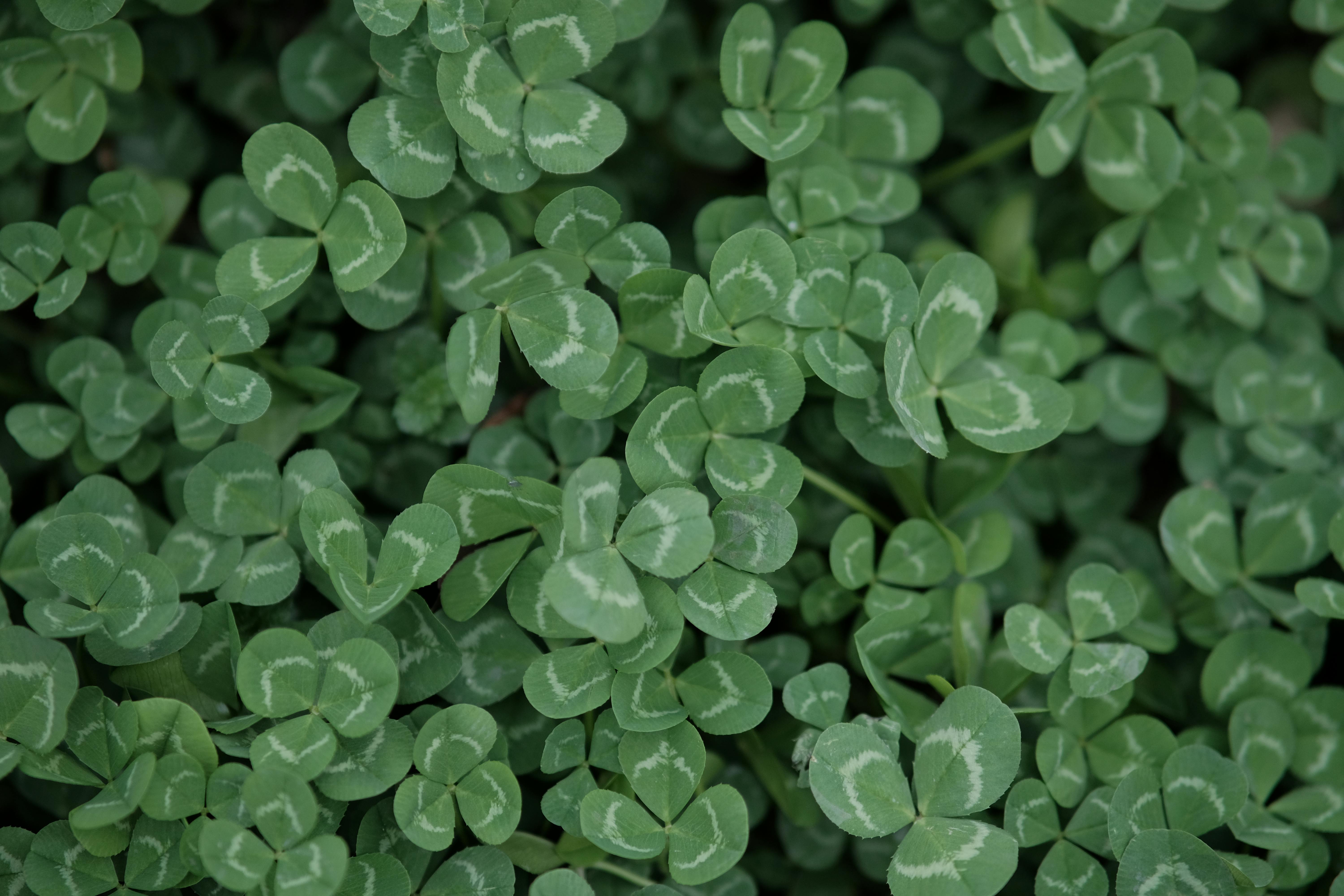 Top View Photo of Clover Leaves · Free Stock Photo