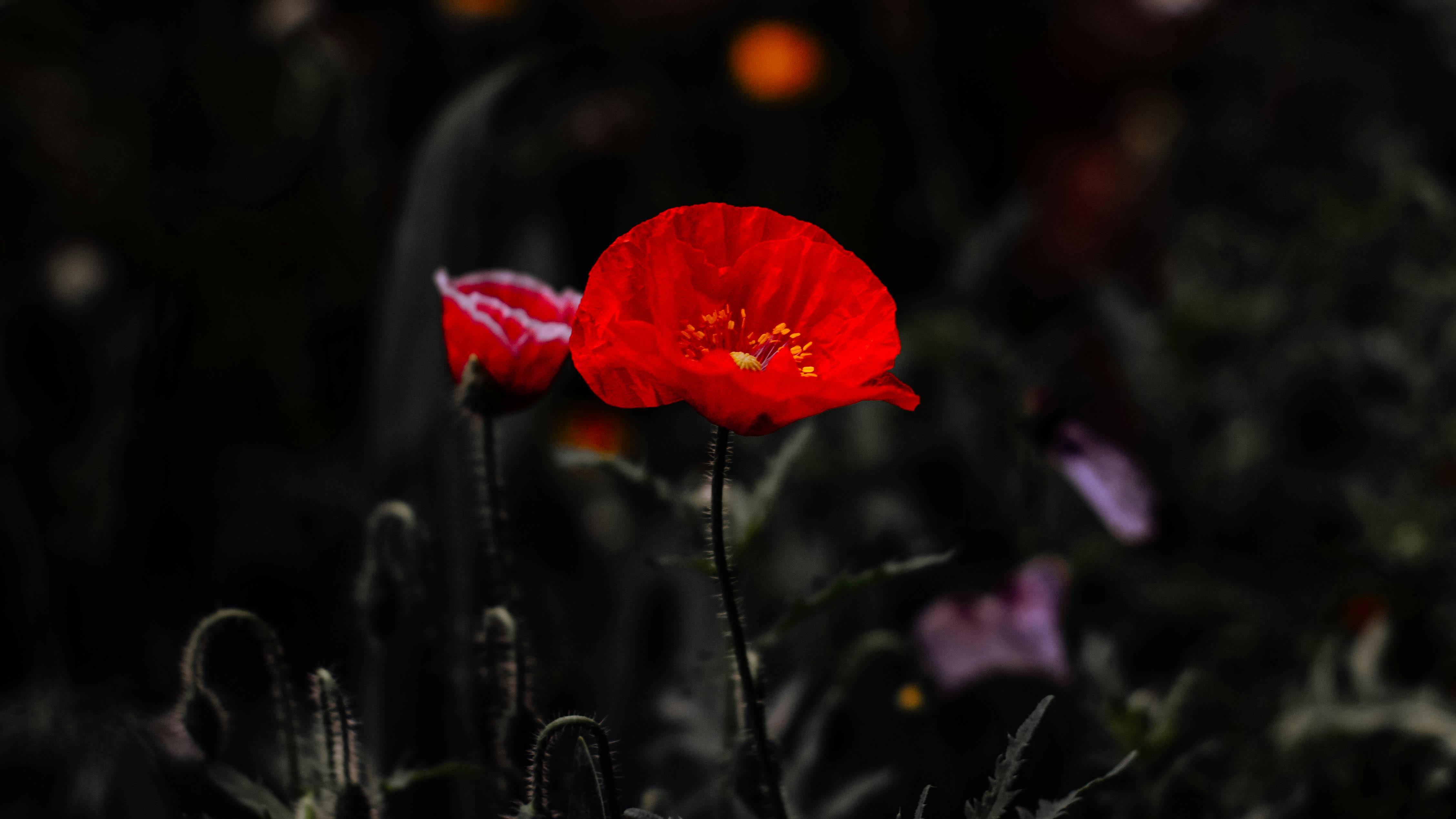 Yadanar Kyaw - 摄影