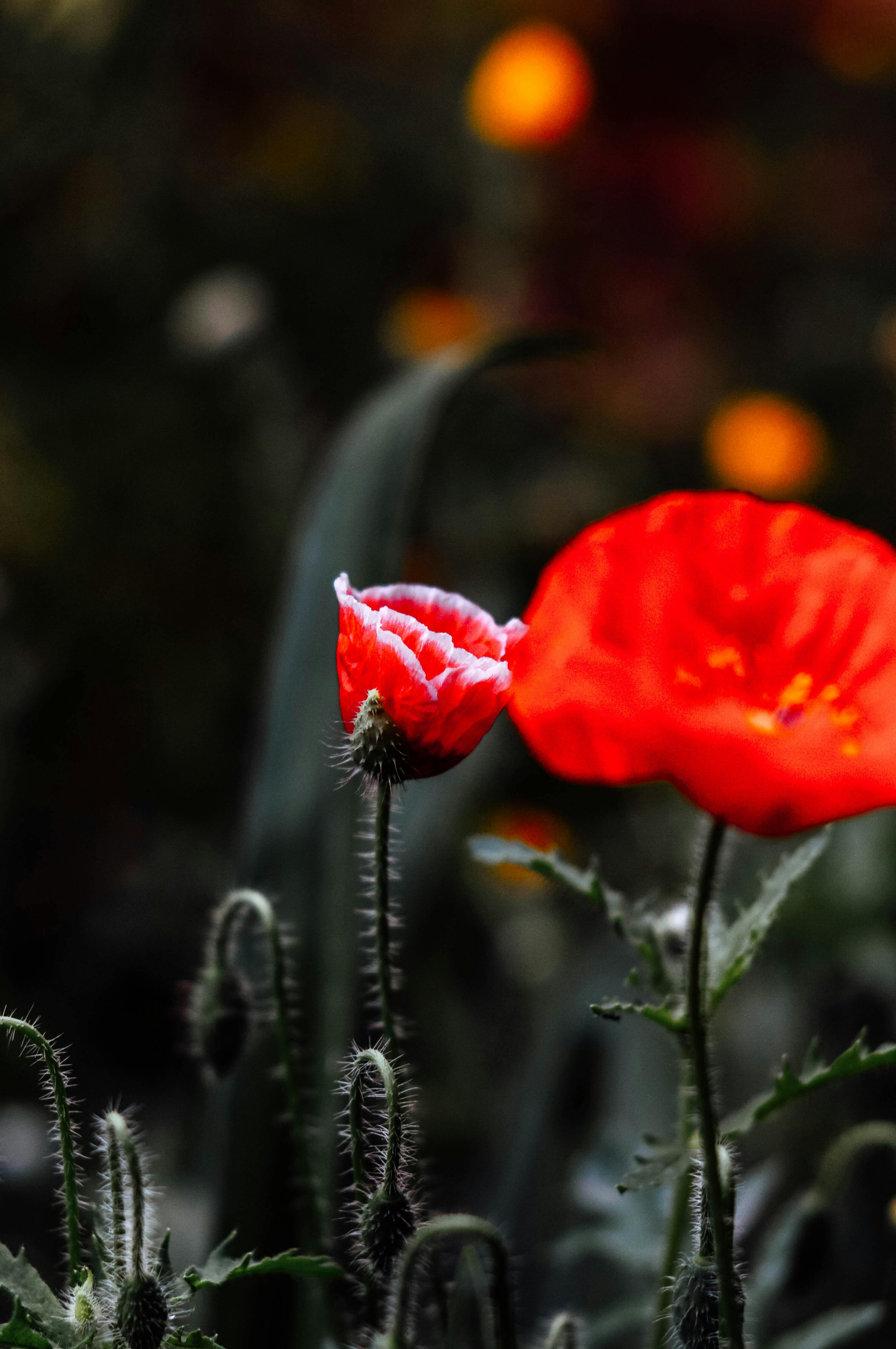 Yadanar Kyaw - 摄影