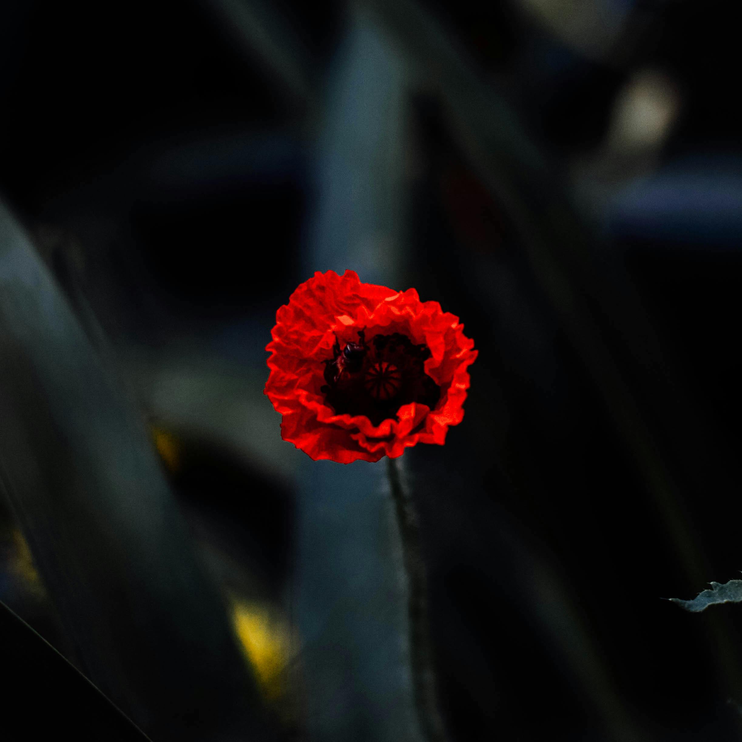 Selective Focus Photography of Common Poppy · Free Stock Photo