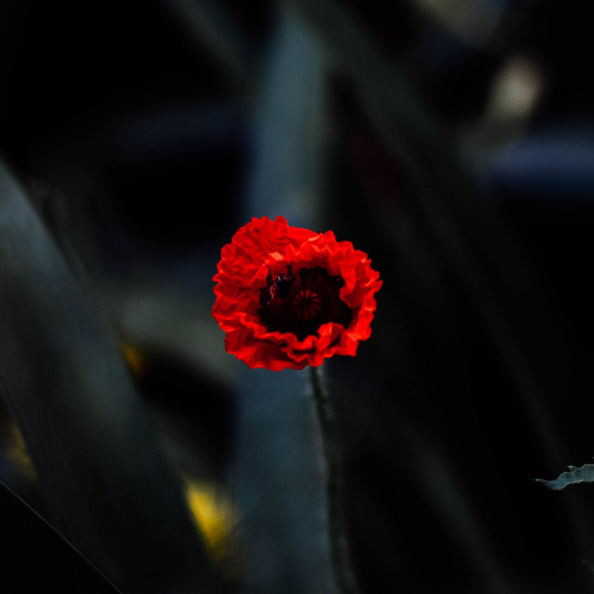 Desktop Backgrounds Poppy Playtime Photos, Download The BEST Free ...