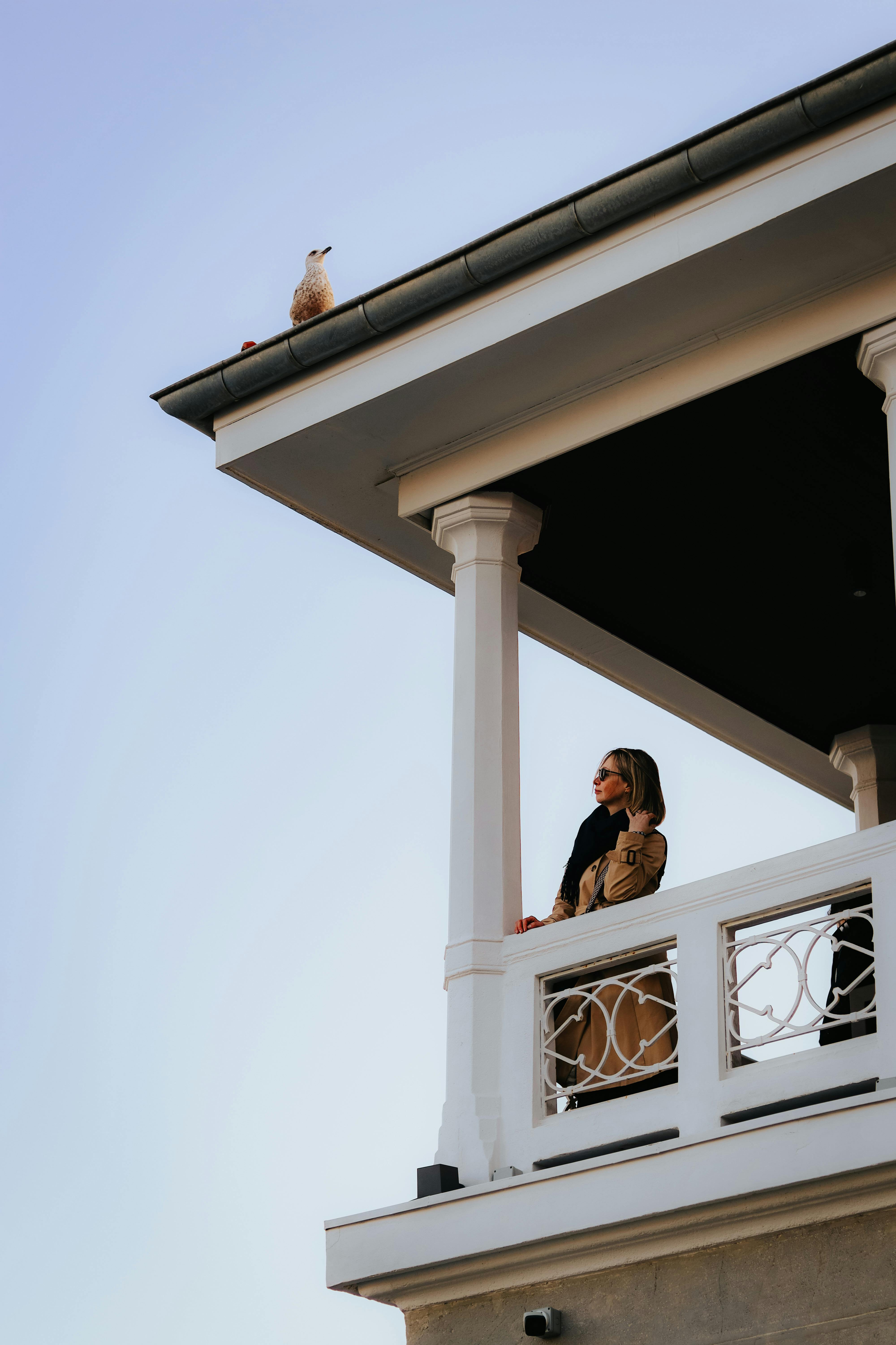 Crows On Rooftop Photos, Download The BEST Free Crows On Rooftop Stock ...