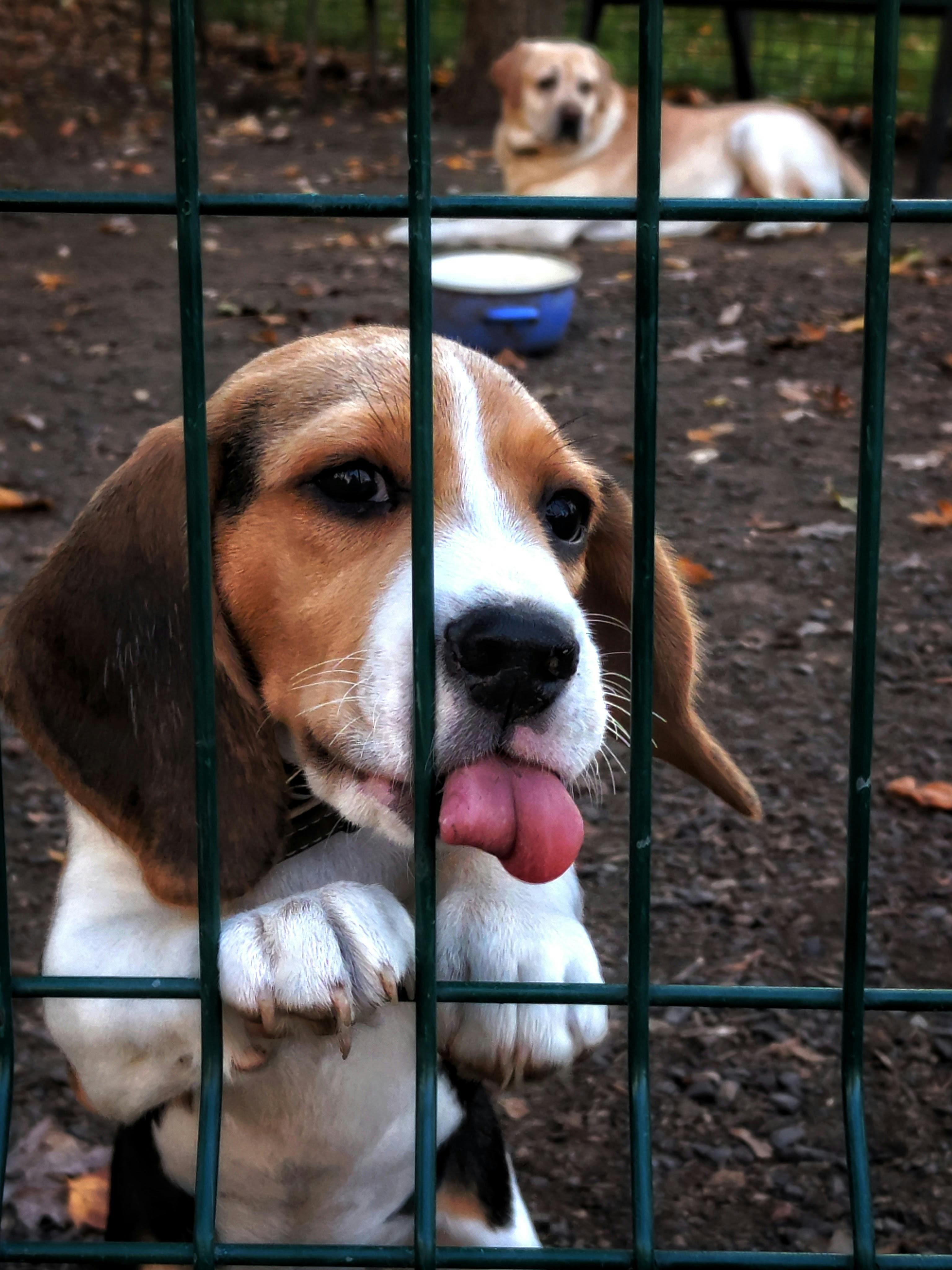 Dogs Learning Photos, Download The BEST Free Dogs Learning Stock Photos ...