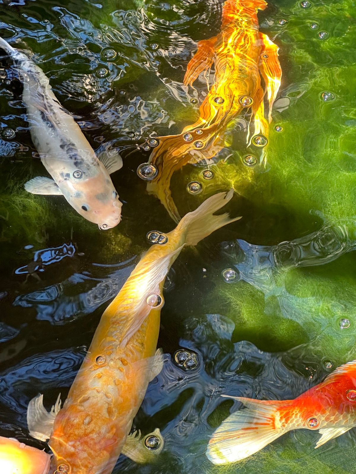 Koi Pond Photos, Download The BEST Free Koi Pond Stock Photos & HD Images