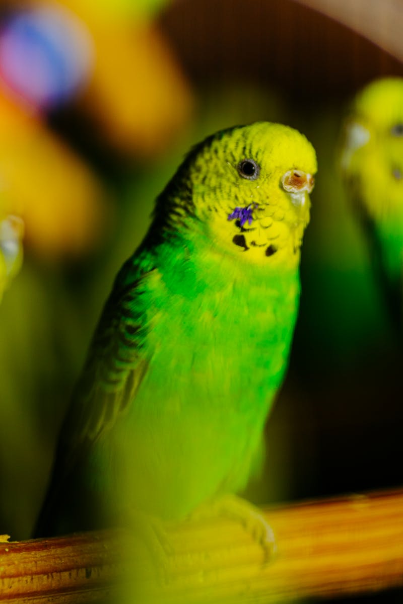 Budgie Photos, Download The BEST Free Budgie Stock Photos & HD Images