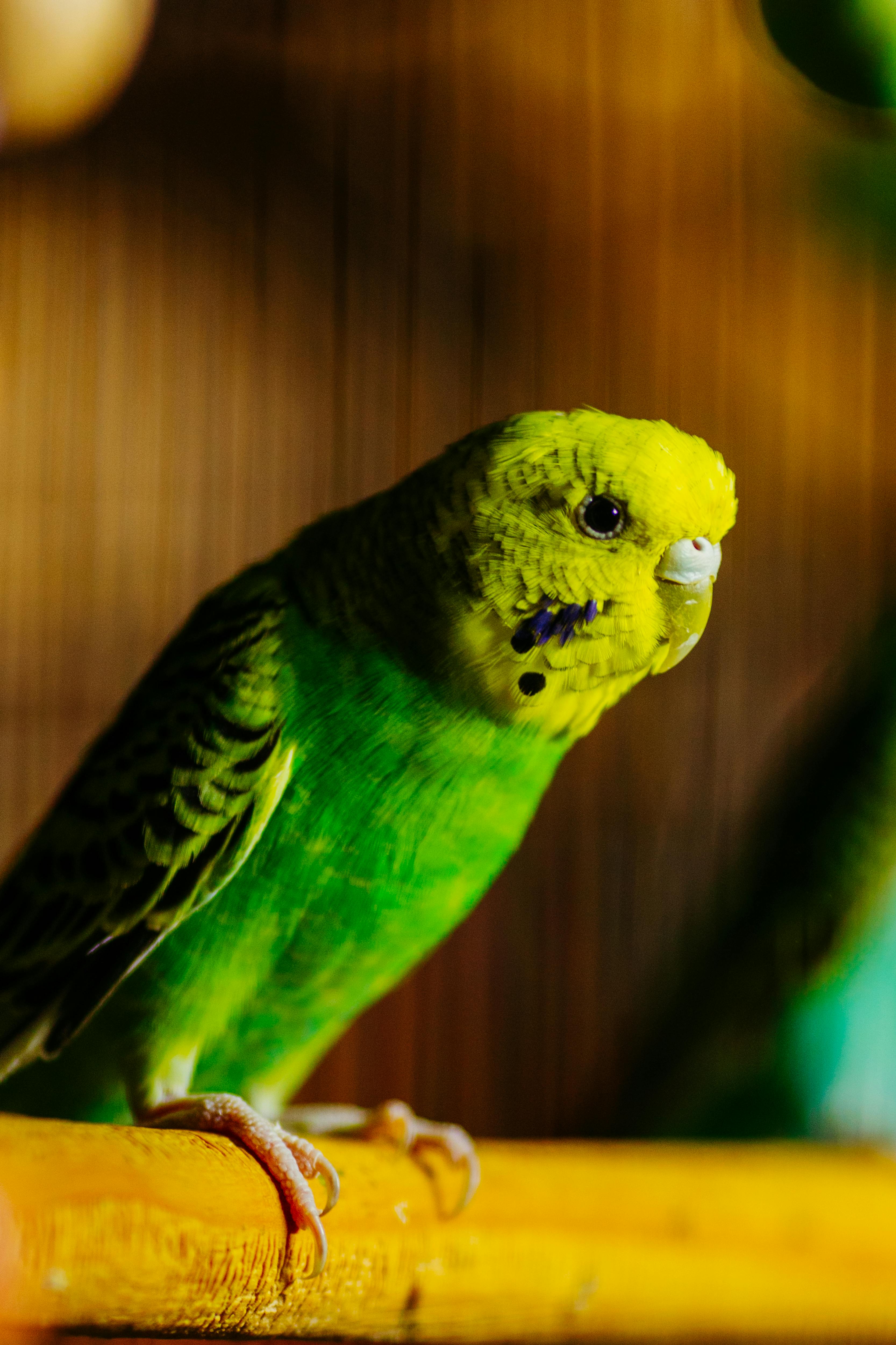 Kissing Parakeets Showing Affection · Free Stock Photo