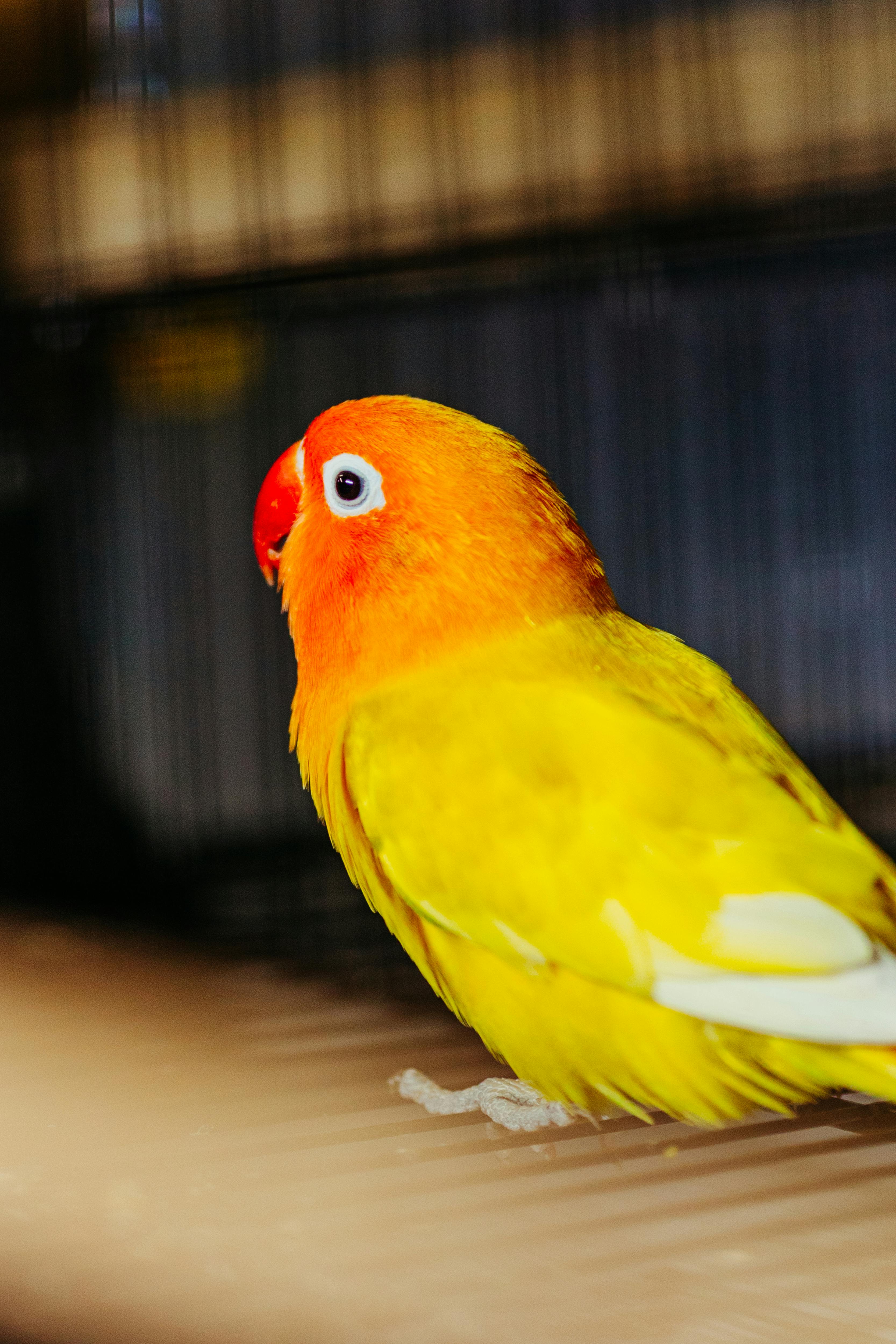Yellow Parrot Photos, Download The BEST Free Yellow Parrot Stock Photos ...