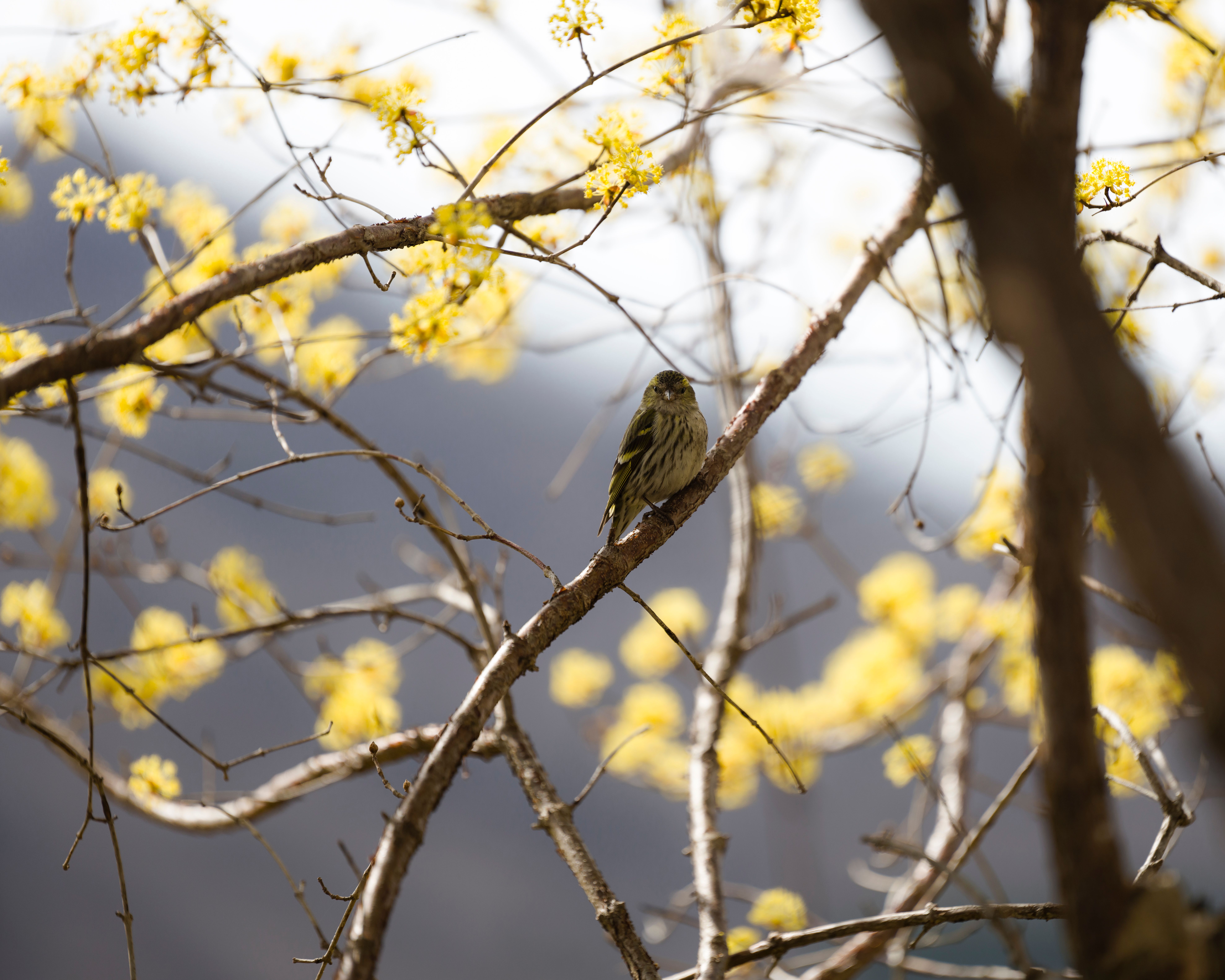 Songbird on Tree · Free Stock Photo