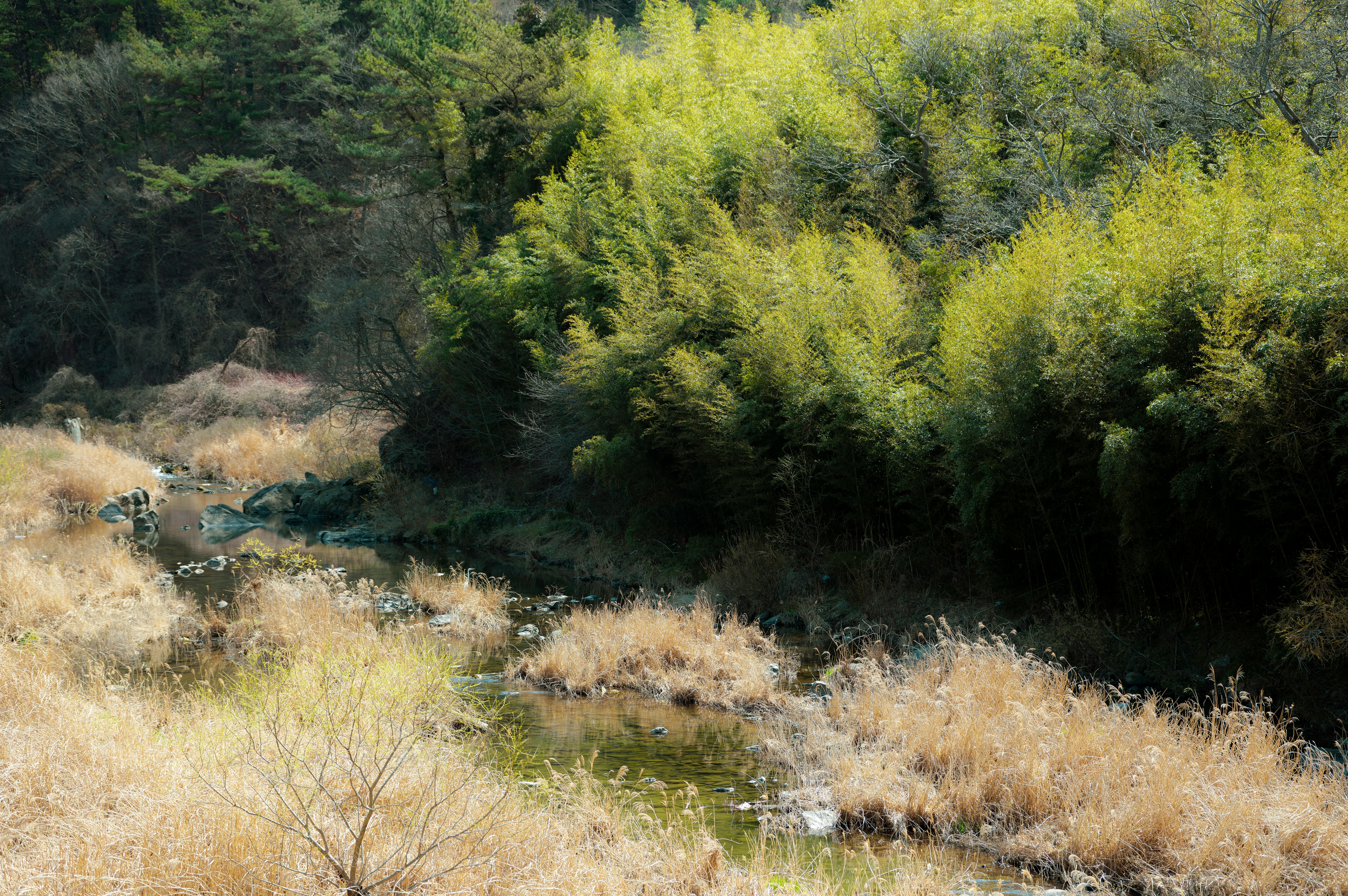 Trees and Rushes around Stream · Free Stock Photo